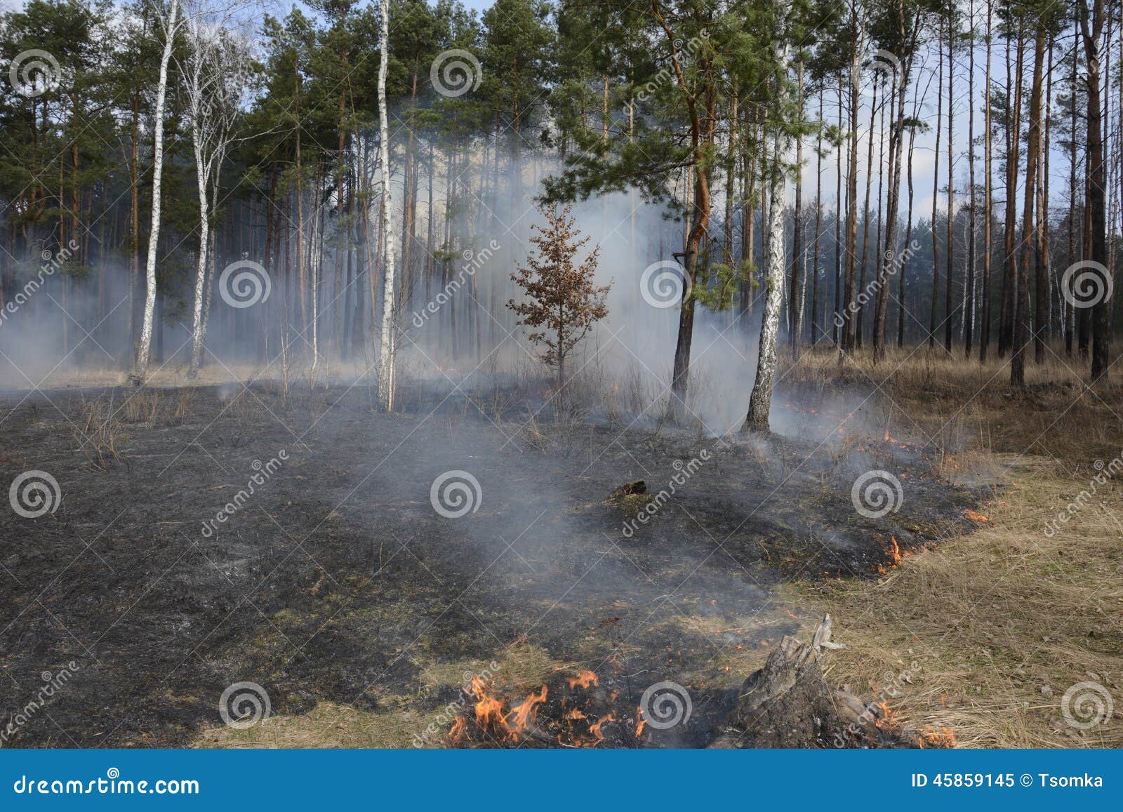 Fire in Spring Pine Forest. Stock Image - Image of natural, heat: 45859145