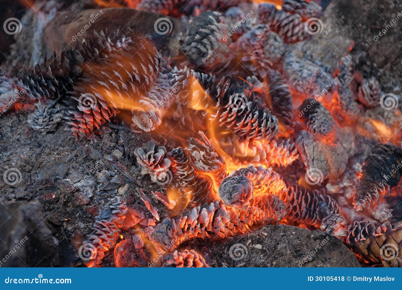 Burning cones stock photo. Image of color, pine, black - 30105418