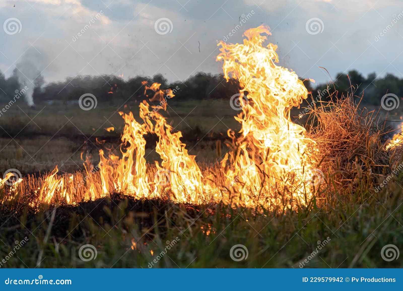 A Fire Burns in a Field with Dry Grass Stock Photo - Image of black ...