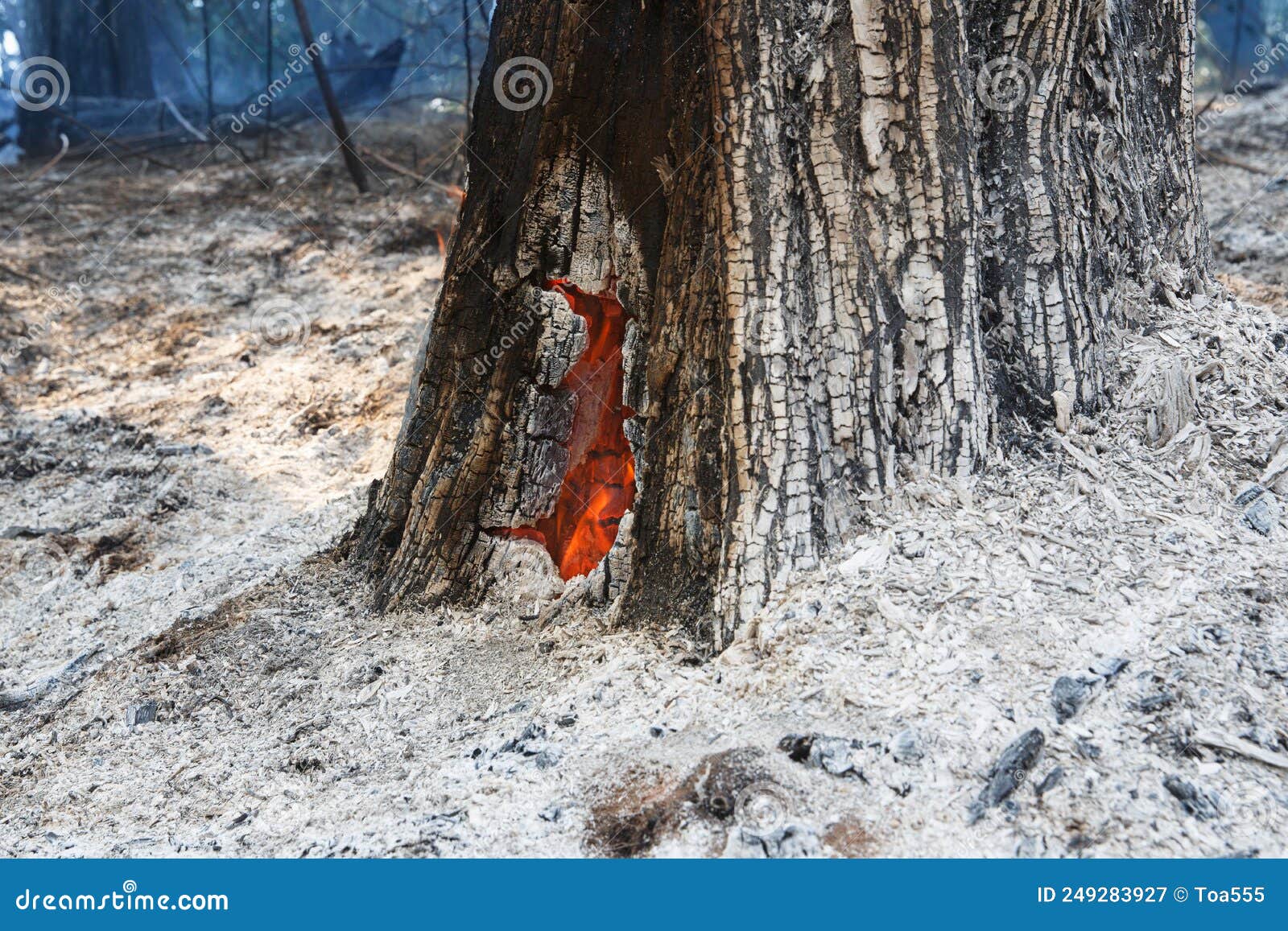 Inside A Tree Stock Image | CartoonDealer.com #232260079