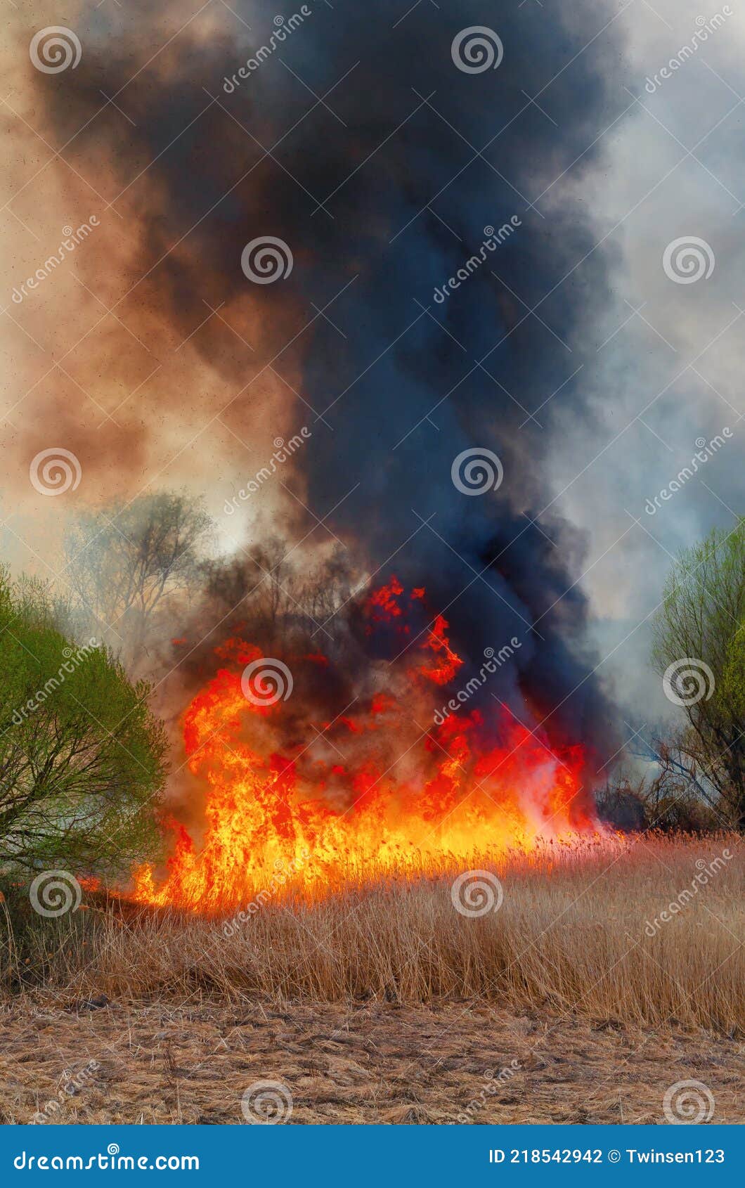 Fire, Strong Smoke. Burning Reed in the Swamp Stock Photo - Image of ...