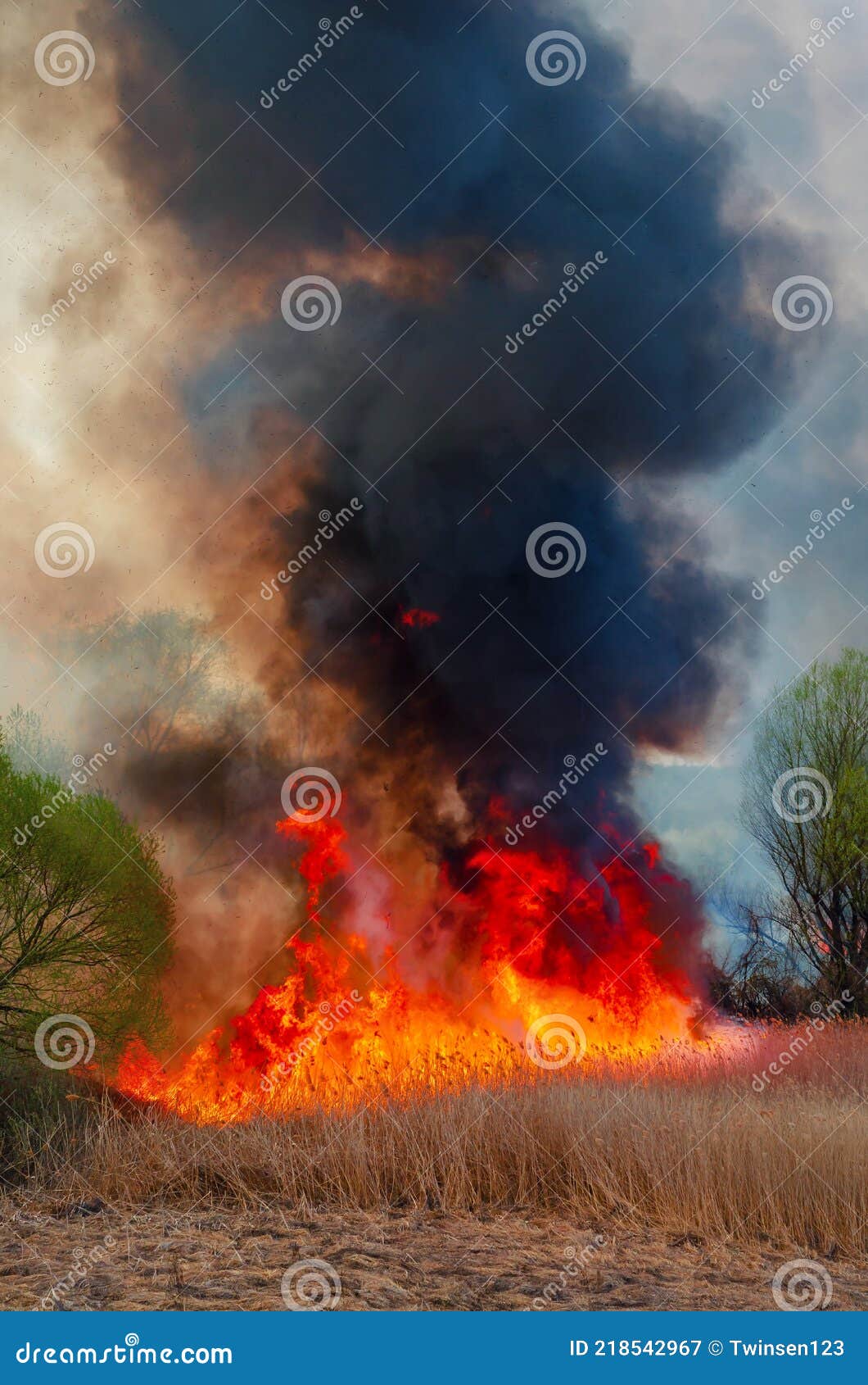 Fire, Strong Smoke. Burning Reed in the Swamp Stock Image - Image of ...
