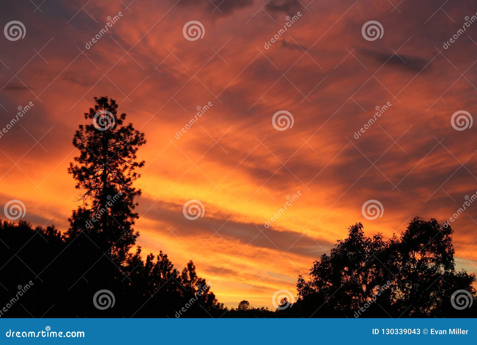 Fire Sunset with Silhouette Trees Stock Image - Image of setting, fire ...