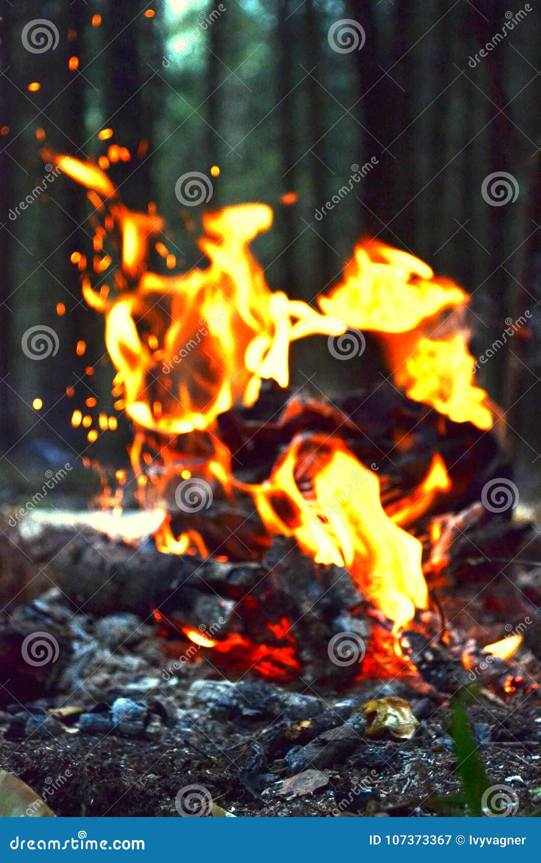 The Burning Wood. Fire Looks Like a Dog. Stock Image - Image of foam ...