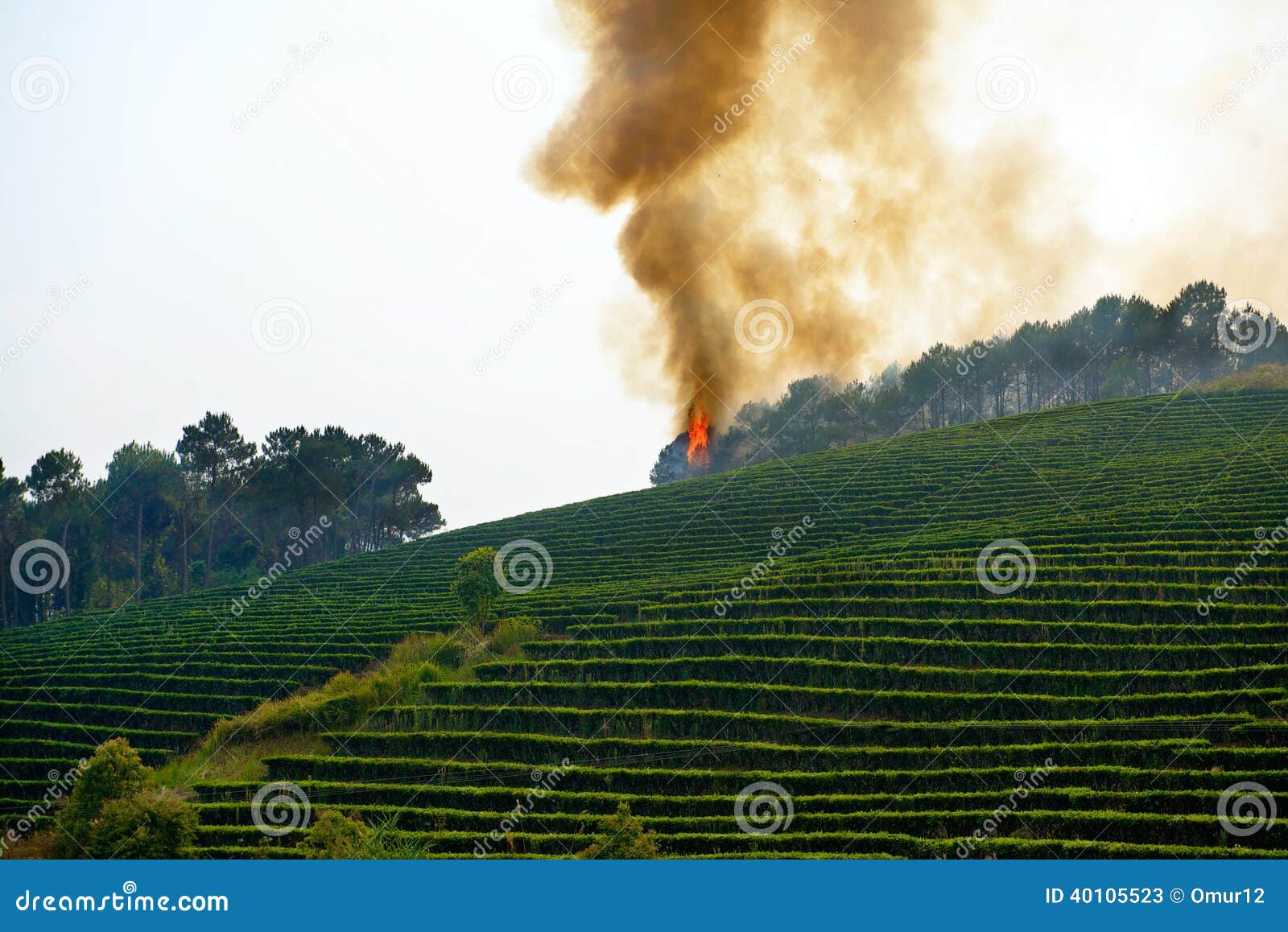 Fire on a tea plantation stock image. Image of natural - 40105523
