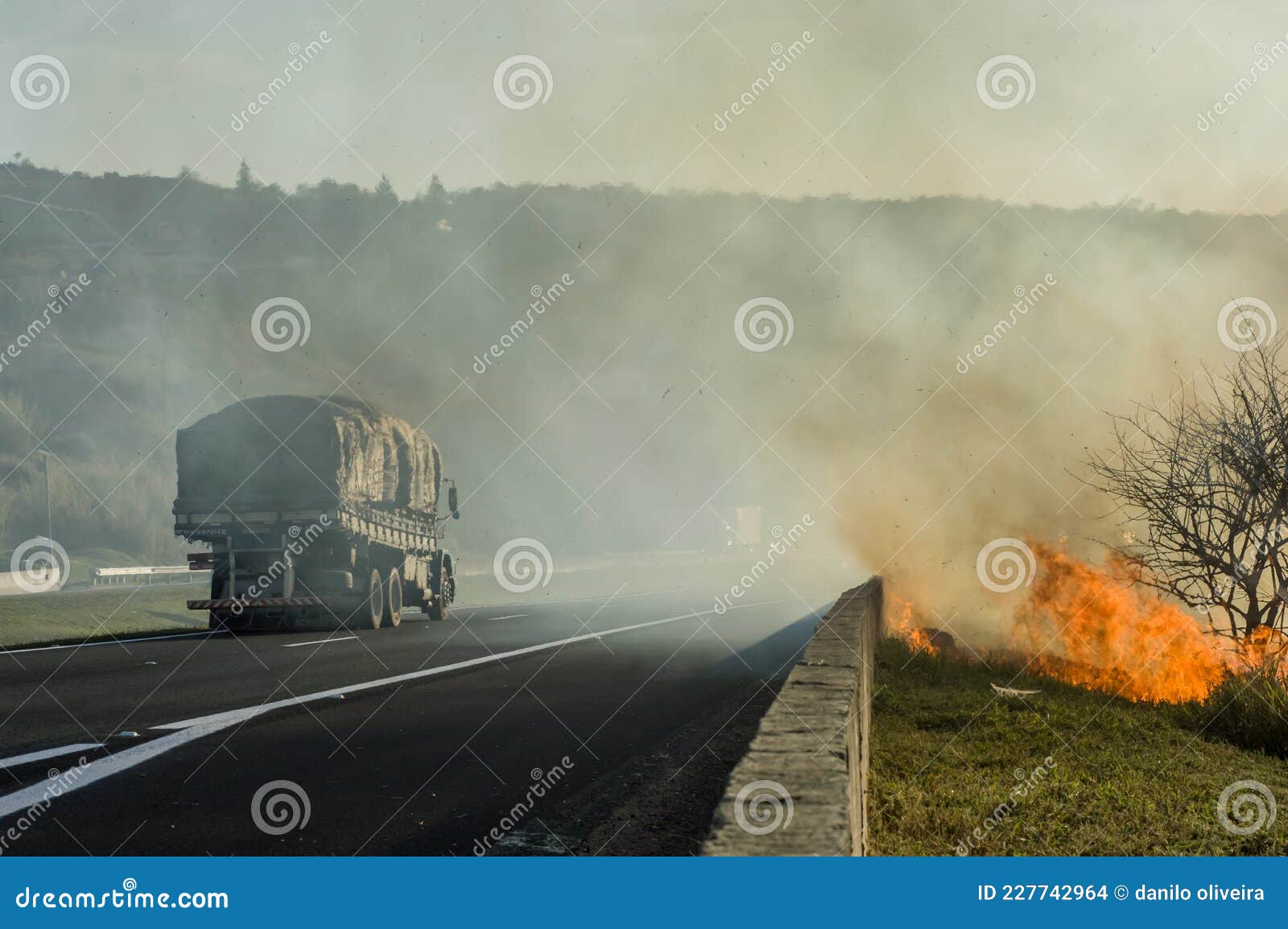Fire in a Thicket with a Tree in the Middle Stock Photo - Image of ...