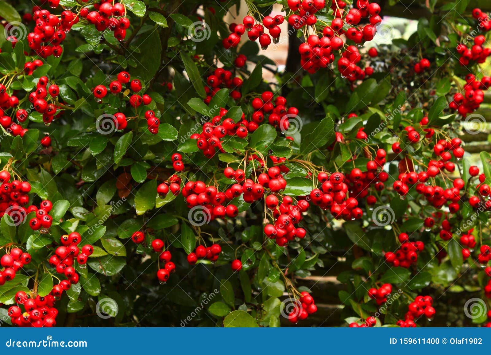 Fire Thorn Berries in Detail Stock Photo - Image of color, colors ...