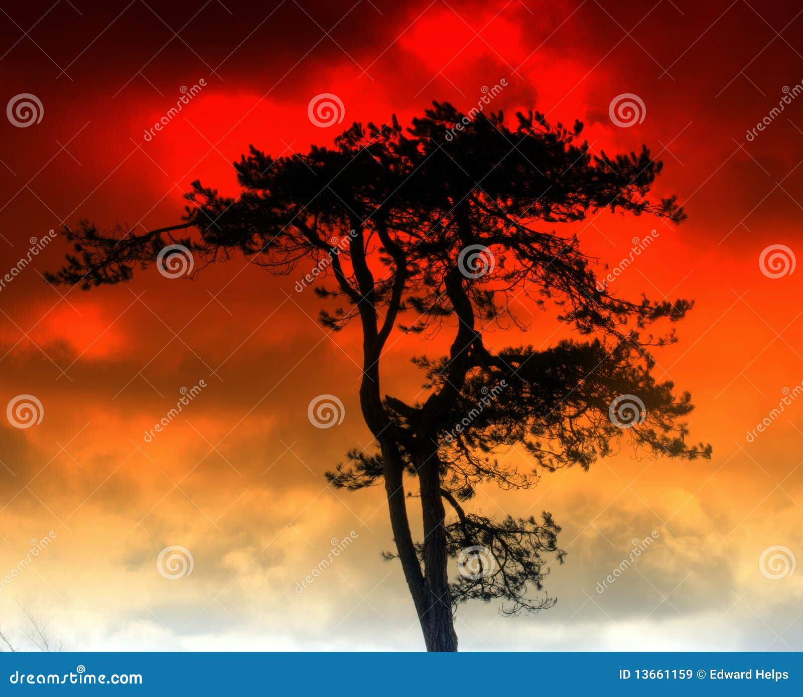 Fire tree stock image. Image of fire, black, forest, nature - 13661159