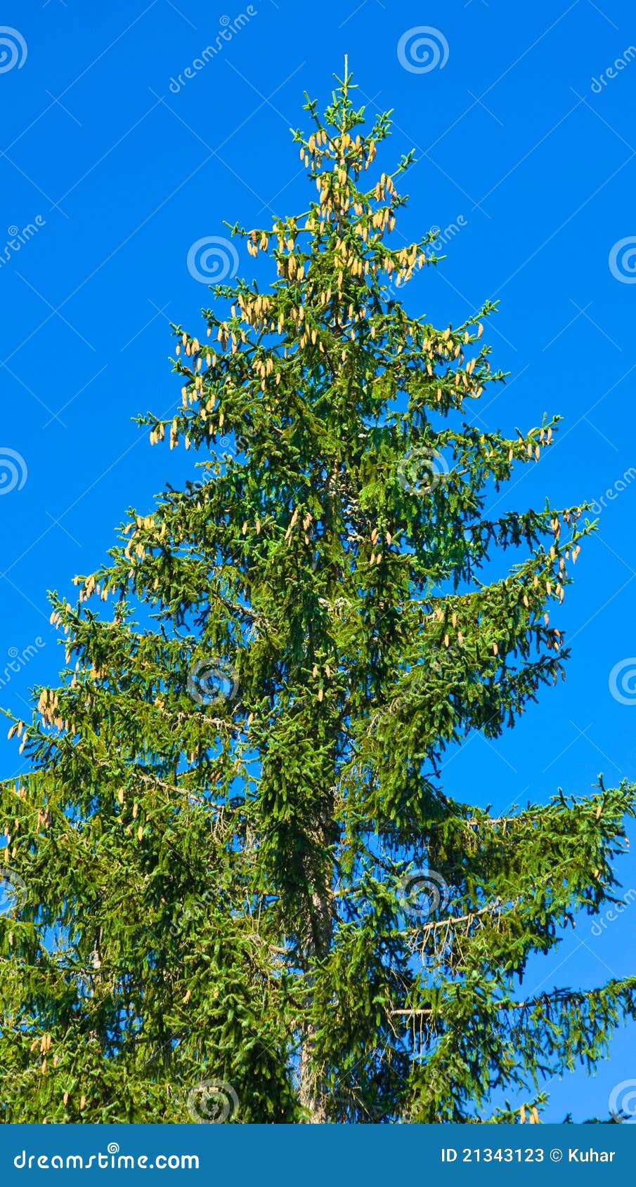 Fire tree stock image. Image of green, outdoors, solitary - 21343123