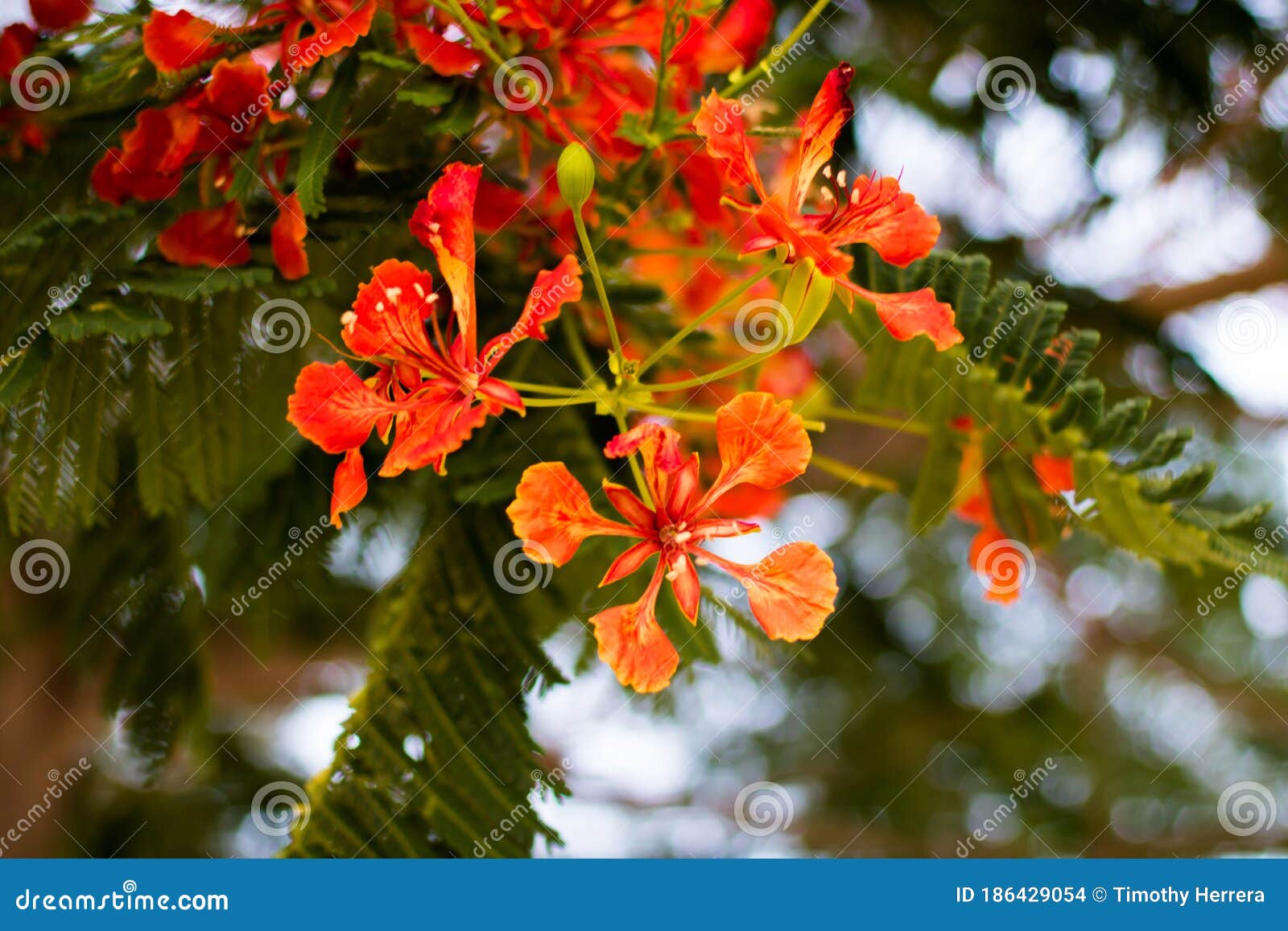 Fire tree flower stock photo. Image of orange, flower - 186429054