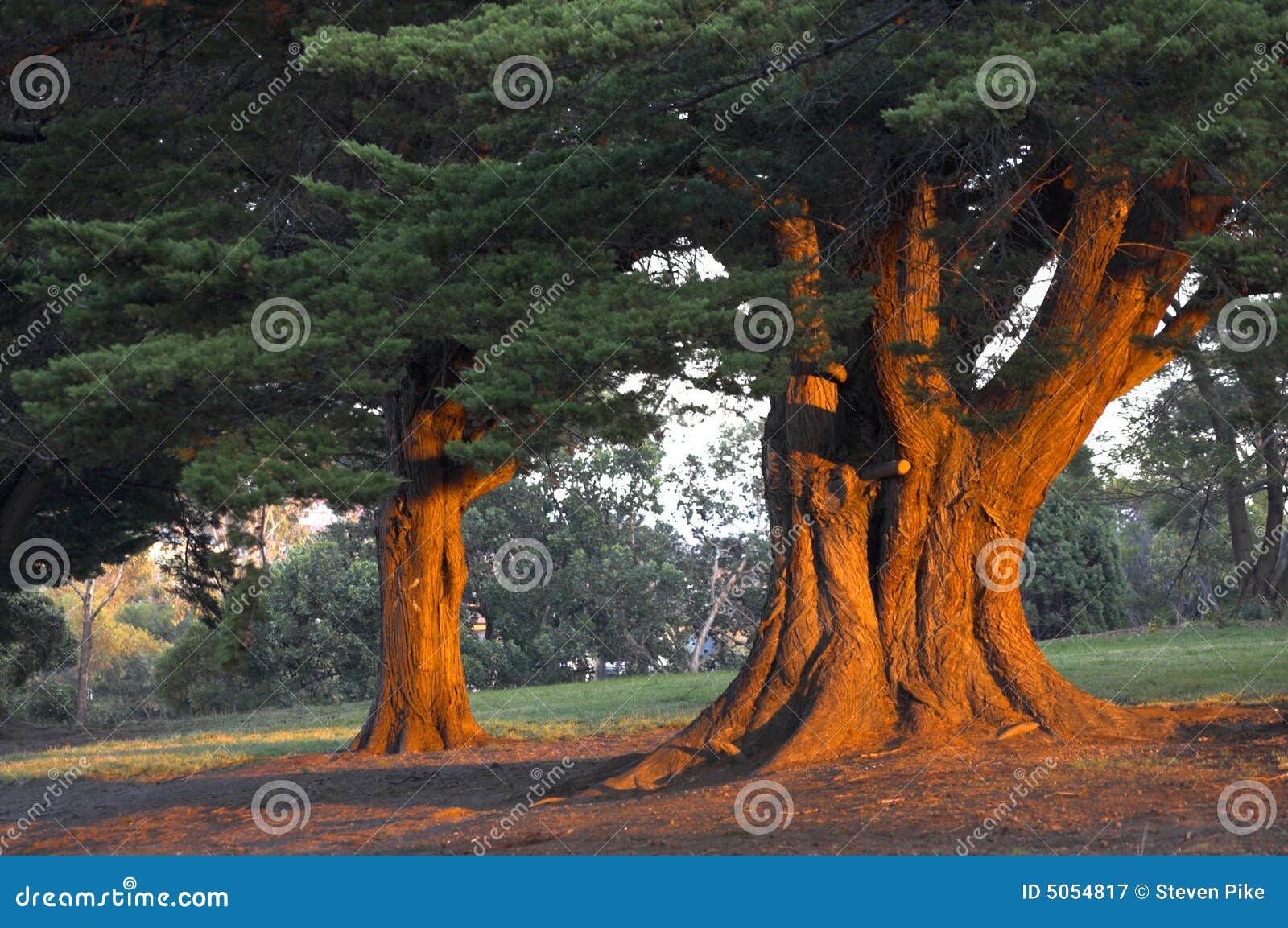 Fire trees stock image. Image of boughs, forest, morning - 5054817