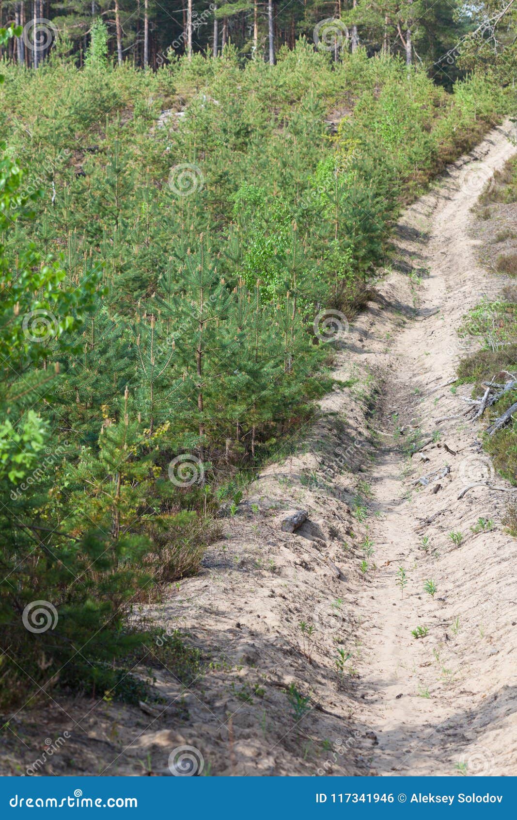 Fire trench stock photo. Image of plantation, young - 117341946
