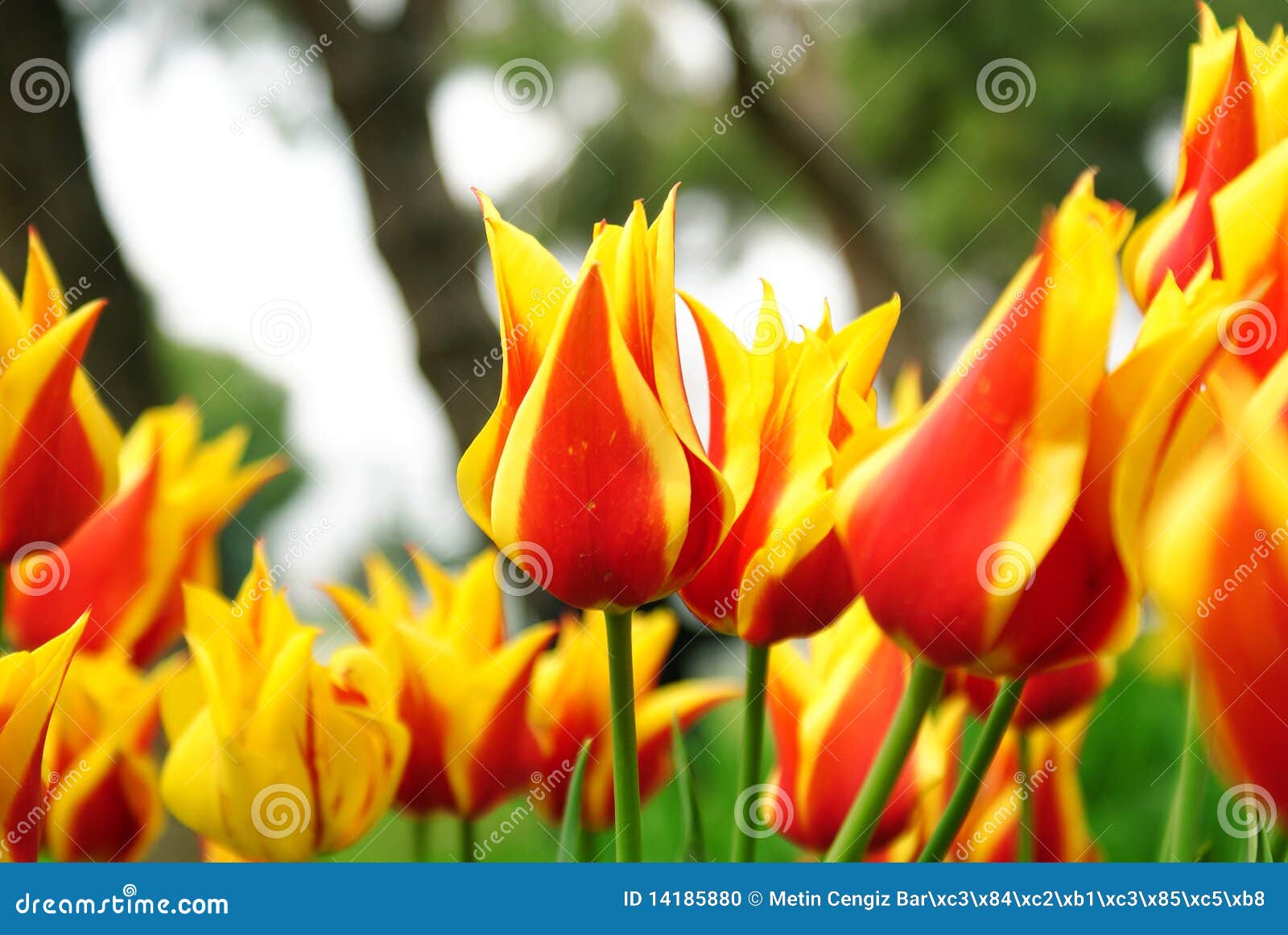 Fire tulip stock photo. Image of tulip, backgrounds, colored - 14185880