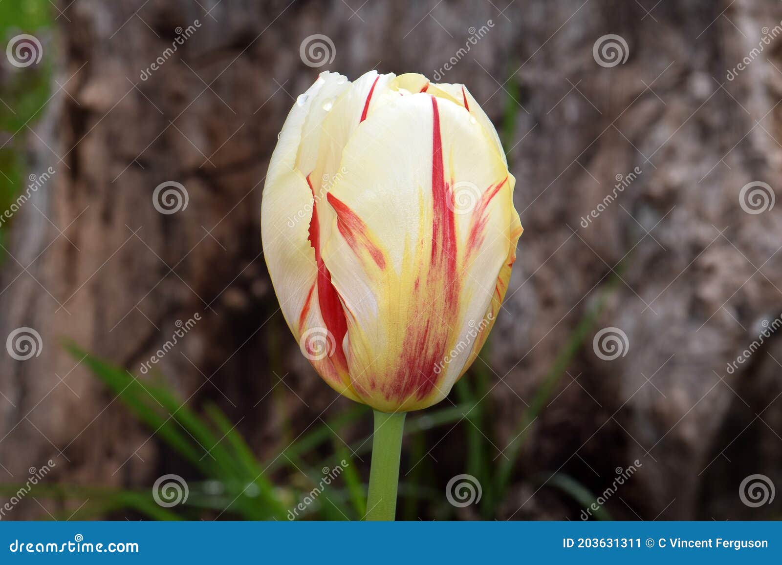Red and White Fire Tulip Bulb Stock Image - Image of tulip, easter ...