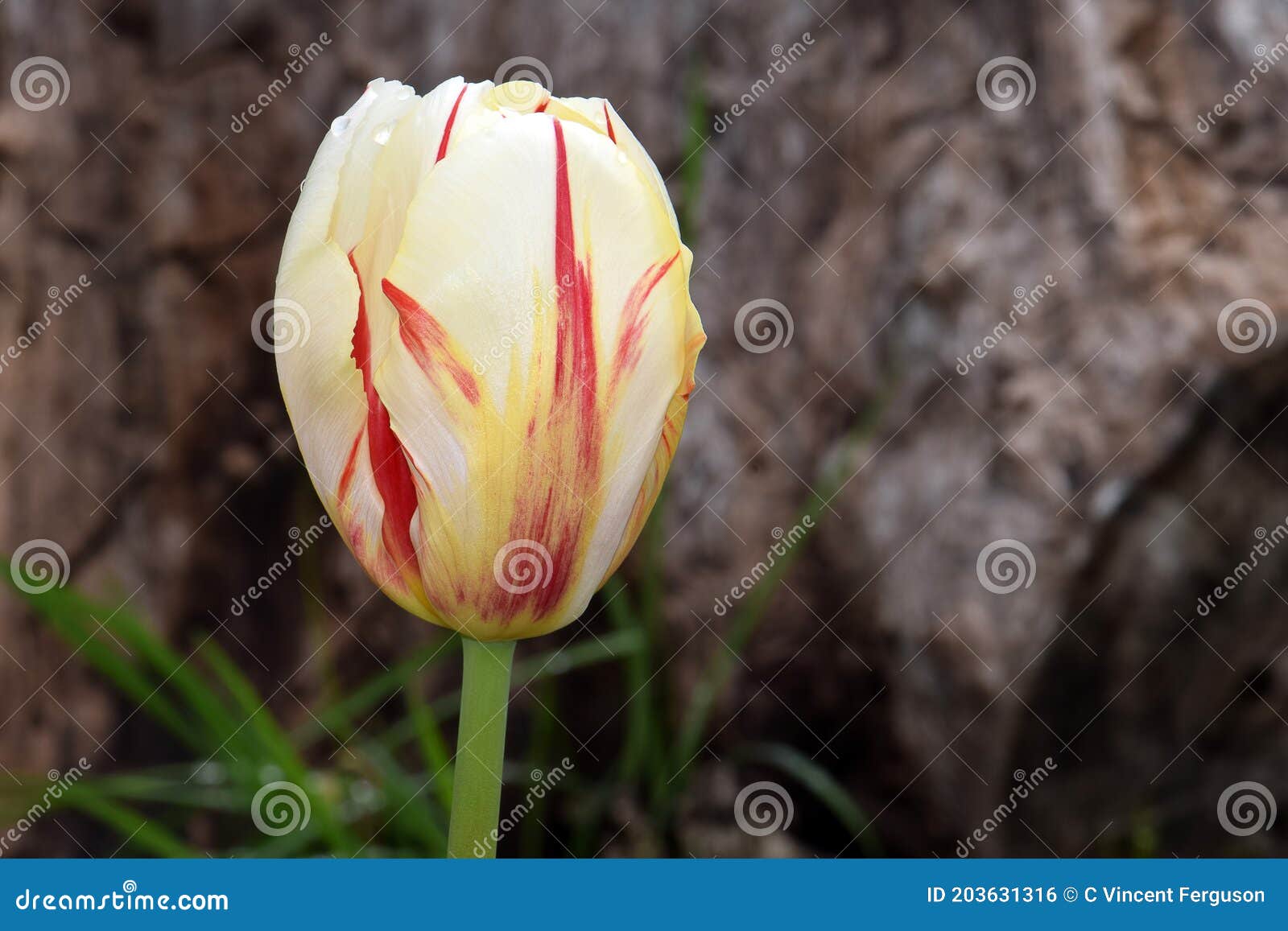 Red and White Fire Tulip Bulb 04 Stock Photo - Image of renewal, garden ...