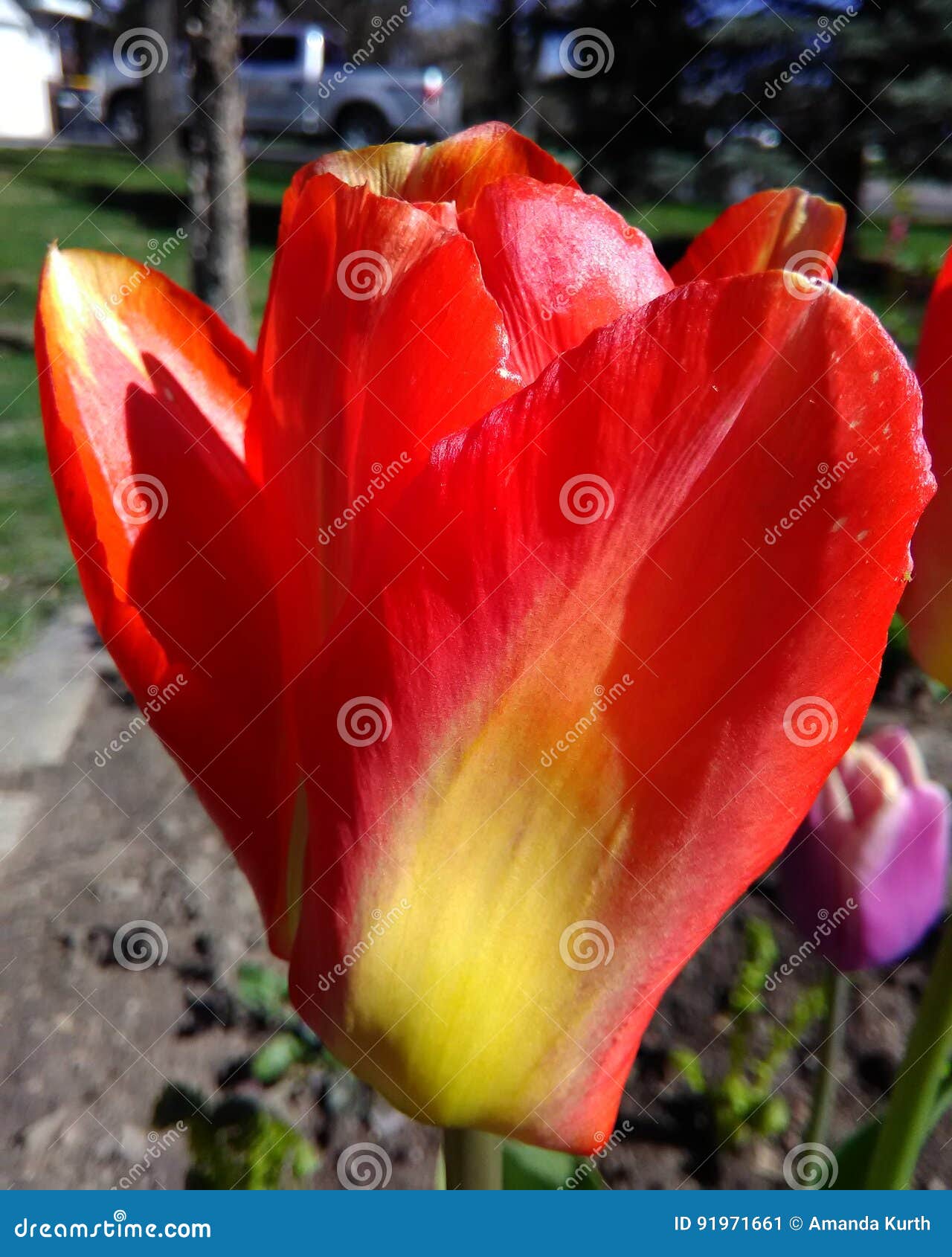 Fire tulip stock image. Image of spring, fire, tulip - 91971661