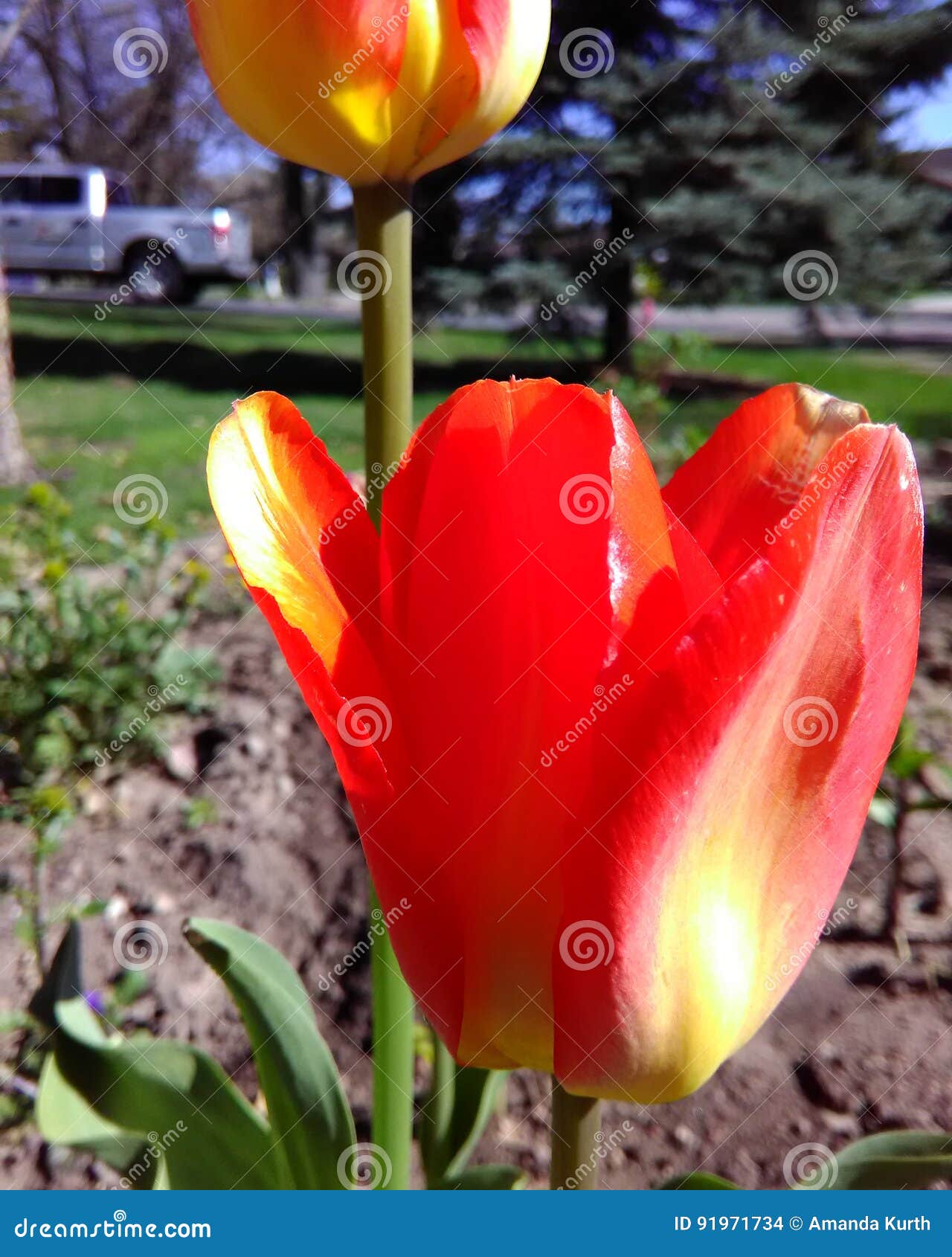 Fire tulip stock photo. Image of catching, fire, tulip - 91971734