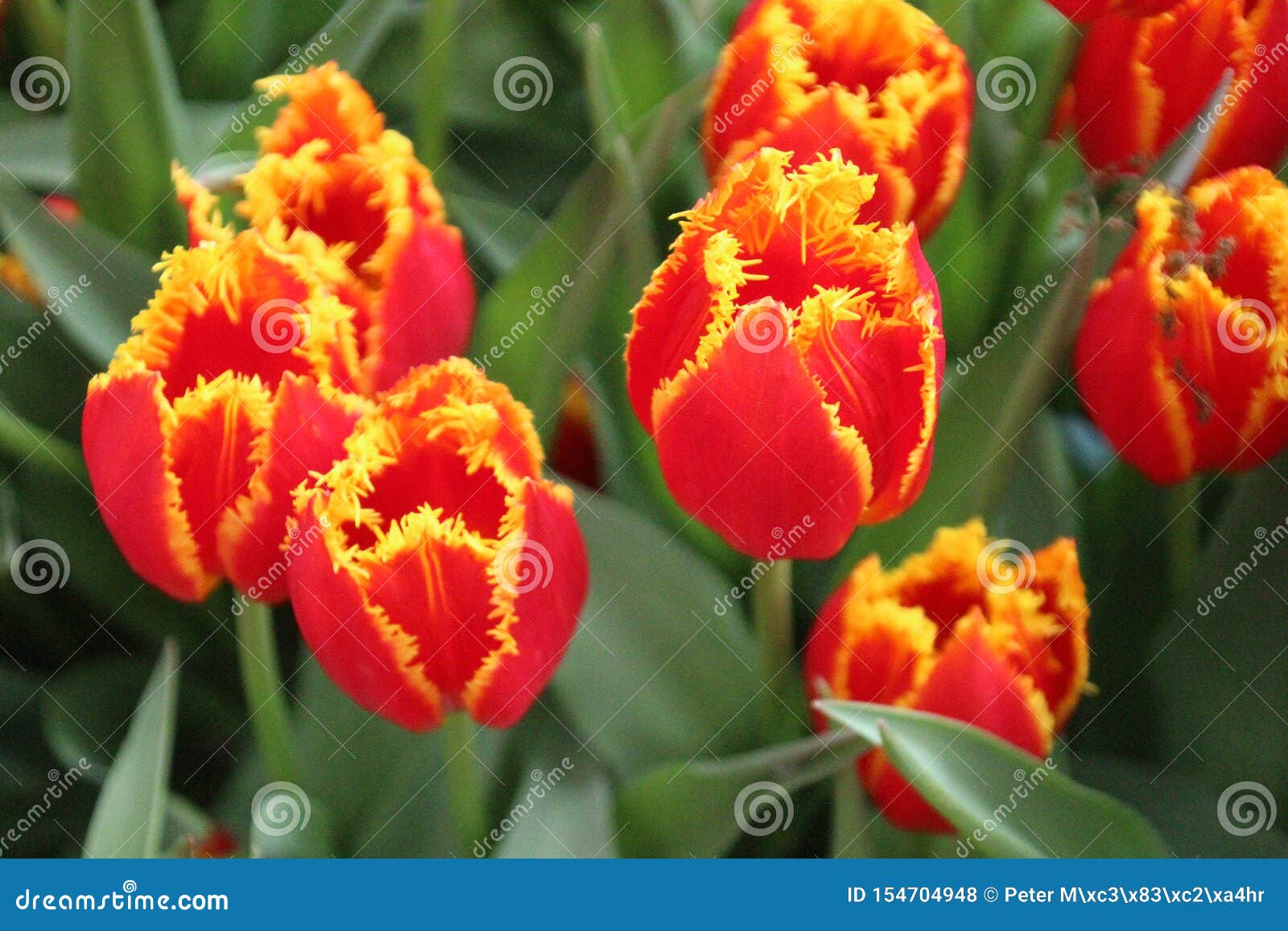 Fire Tulip stock photo. Image of tulip, flower, flame - 154704948