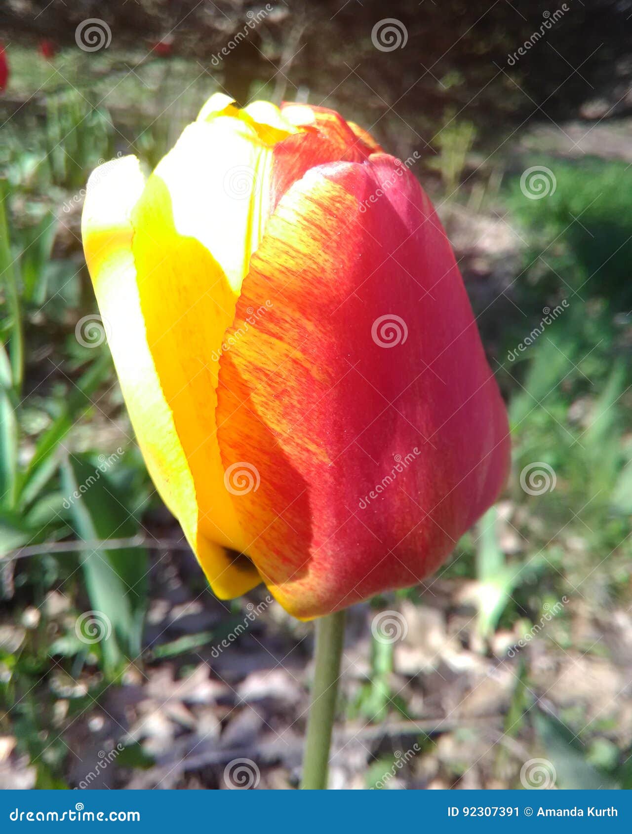 Fire tulip stock image. Image of yellow, tulip, fire - 92307391