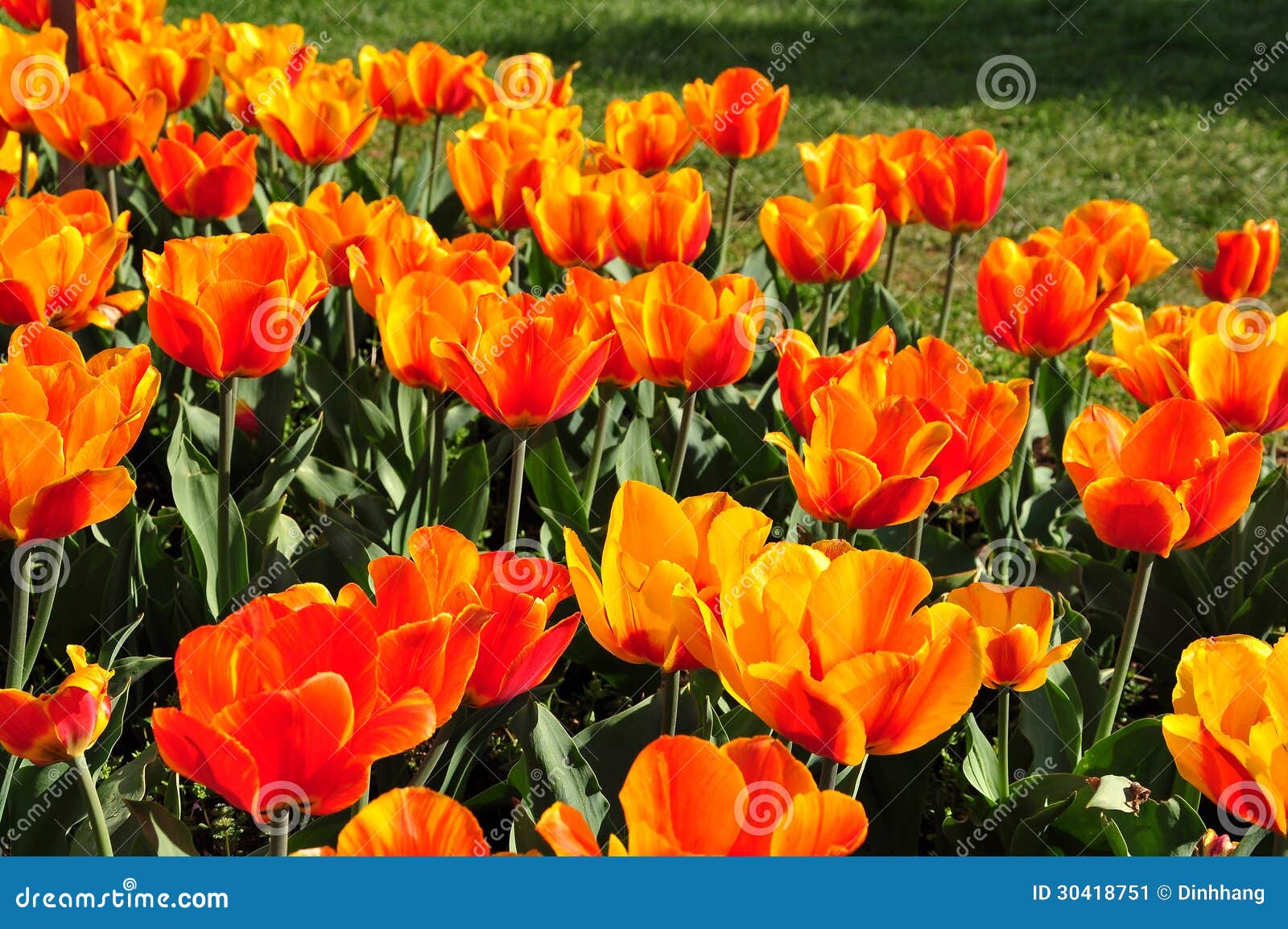 Fire tulips stock image. Image of blossom, bunch, basin - 30418751