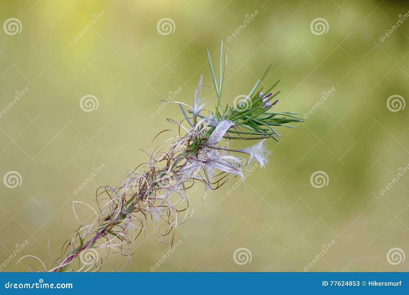 Fire weed stock image. Image of fireweed, needles, fertilization - 77624853