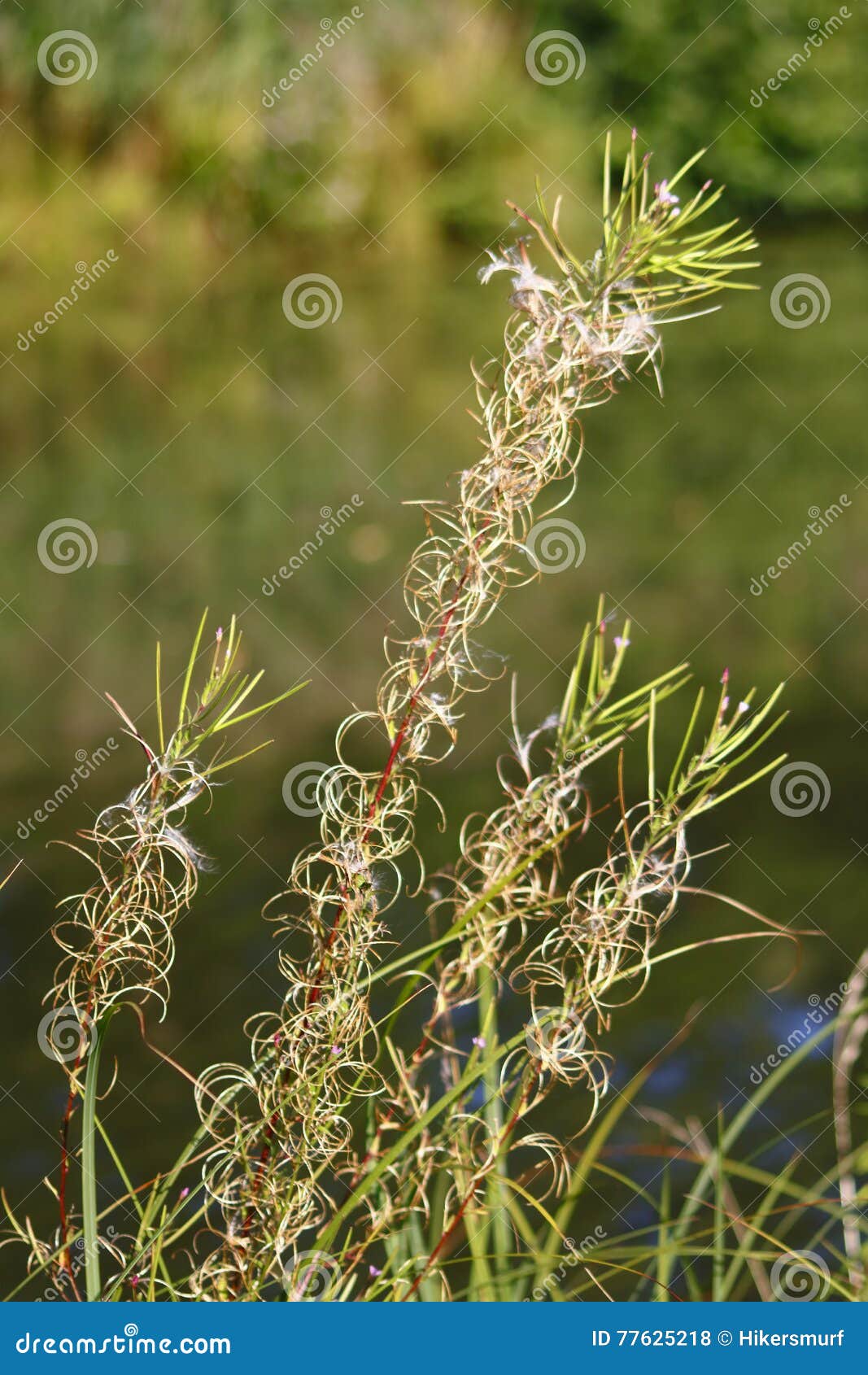 Fire weed stock photo. Image of pink, flower, seed, silky - 77625218