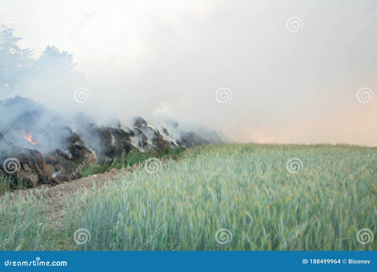 Fire in wheat field stock photo. Image of destroy, destruction - 188499964