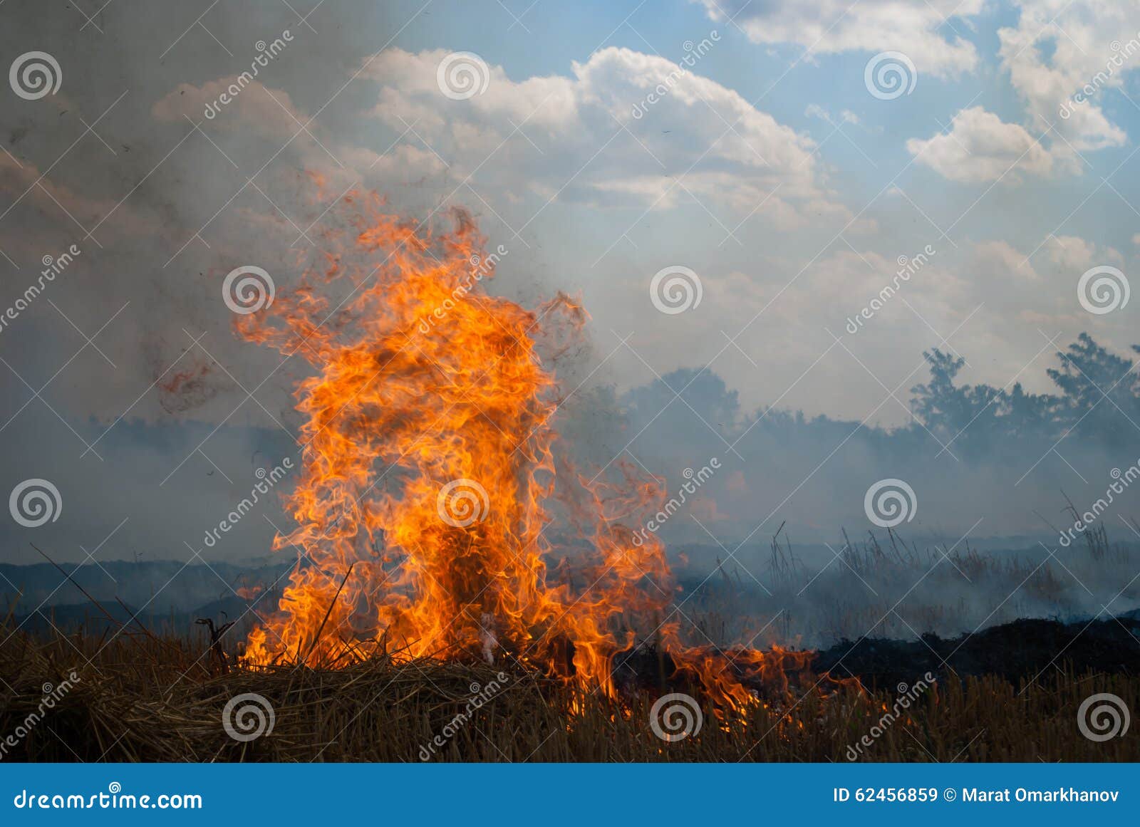 The fire in a wheat field stock image. Image of forest - 62456859
