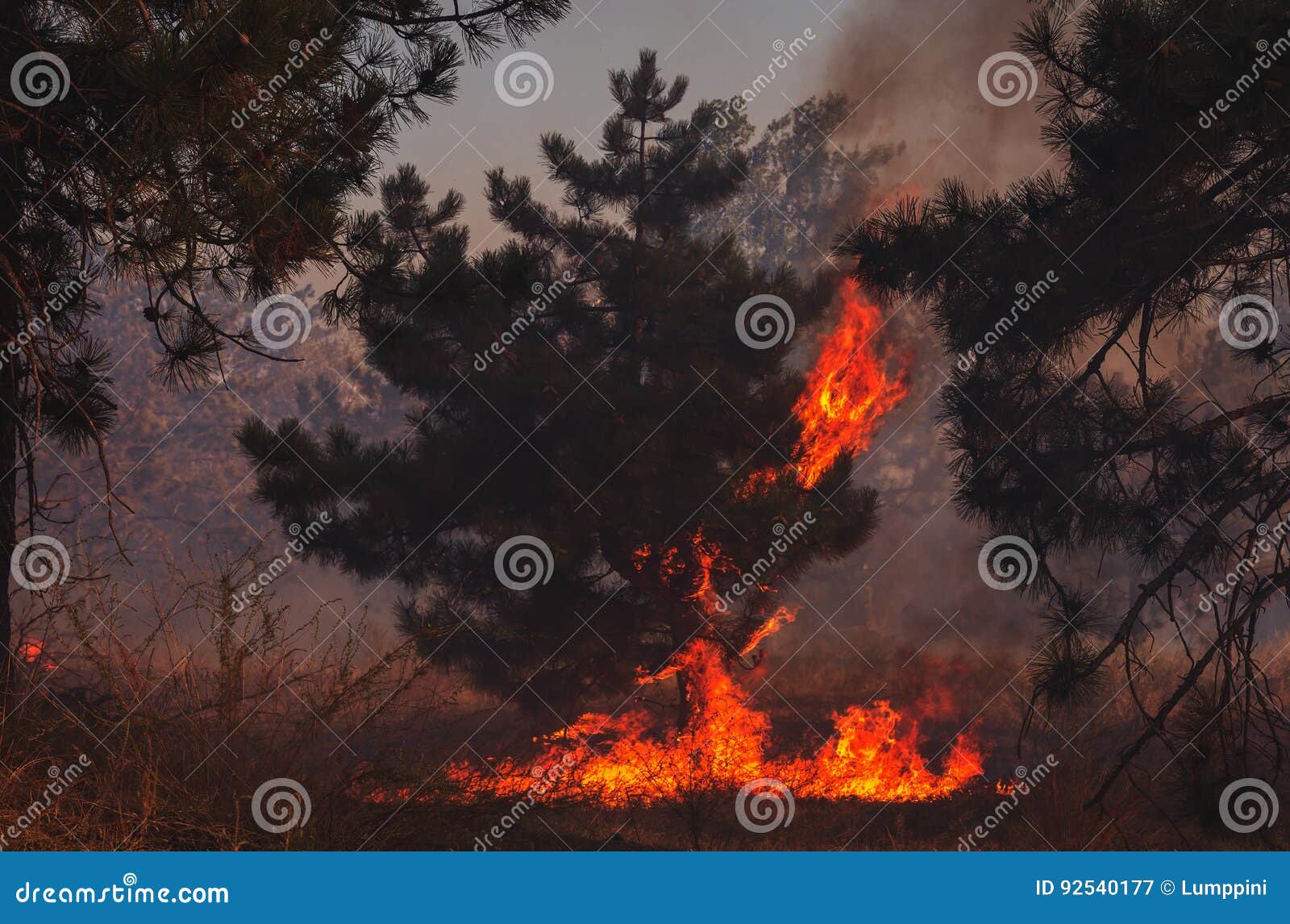 Fire. Wildfire, Burning Pine Forest . Stock Image - Image of forest ...