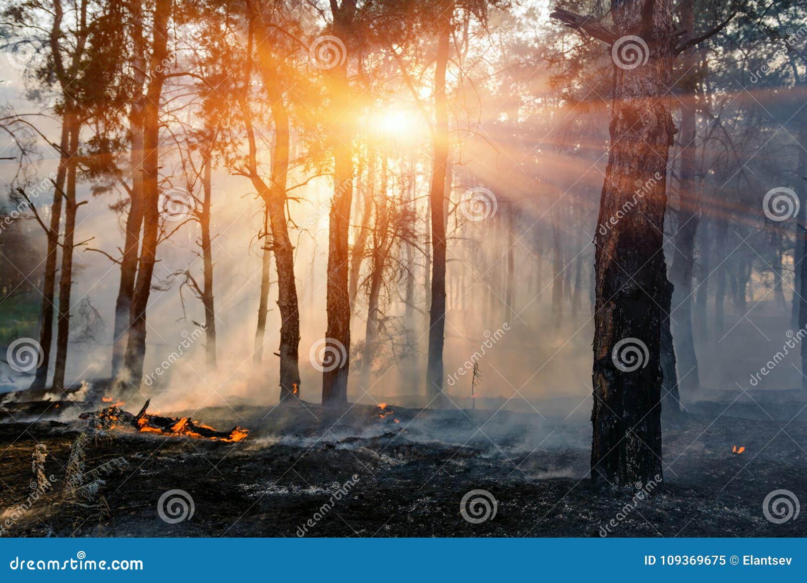 Fire. Wildfire, Burning Pine Forest in the Smoke and Flames Stock Image ...
