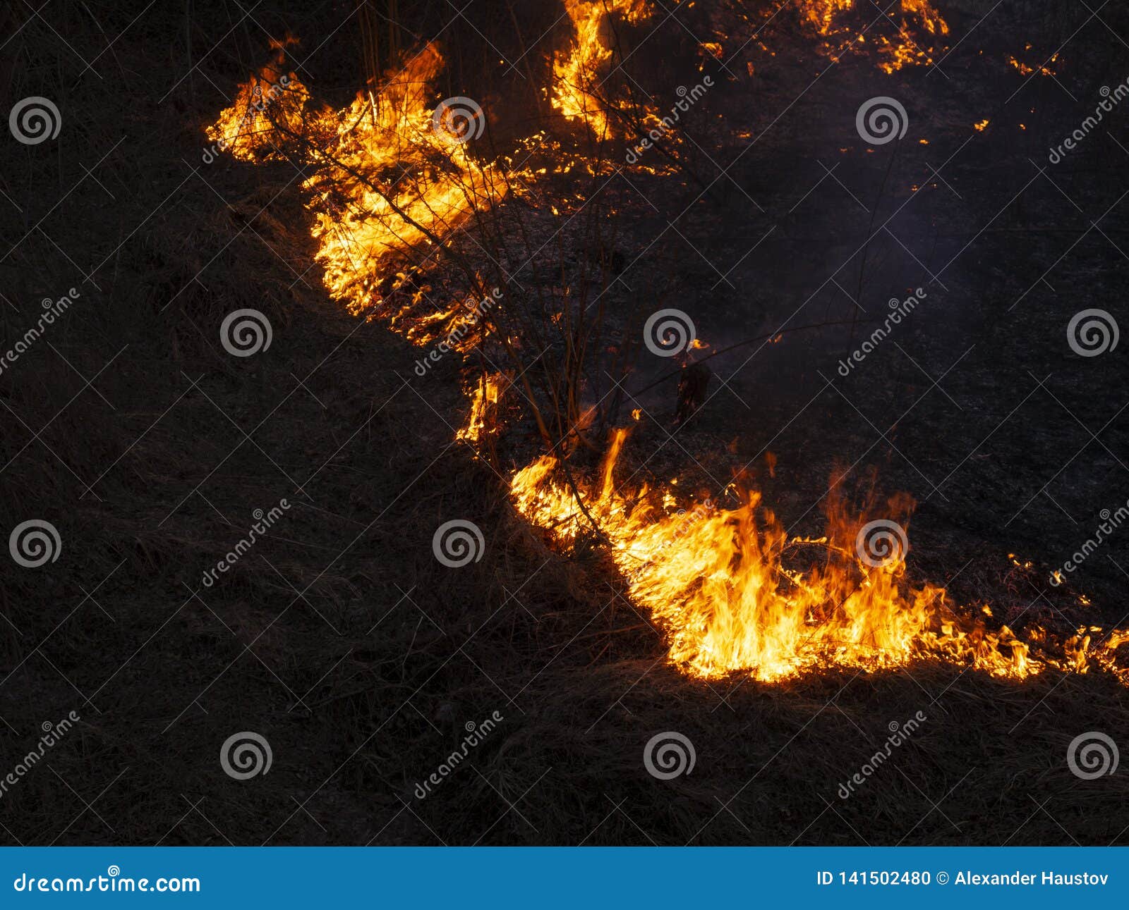 Fire. Wildfire, Burning Pine Forest in the Smoke and Flames Stock Photo ...