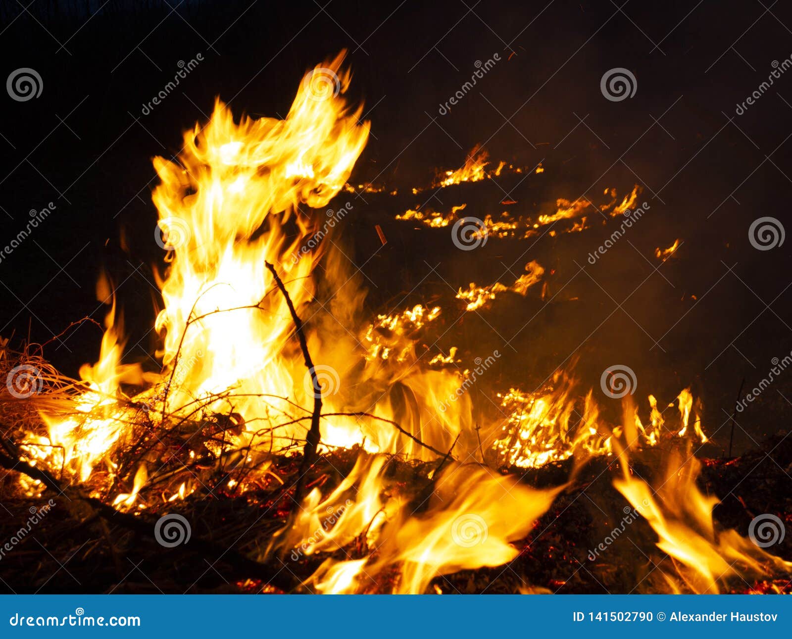 Fire. Wildfire, Burning Pine Forest in the Smoke and Flames Stock Photo ...