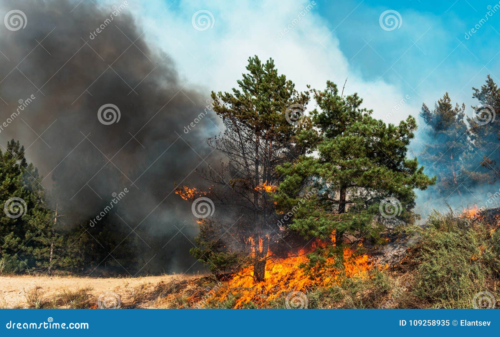 Fire. Wildfire, Burning Pine Forest in the Smoke and Flames Stock Image ...