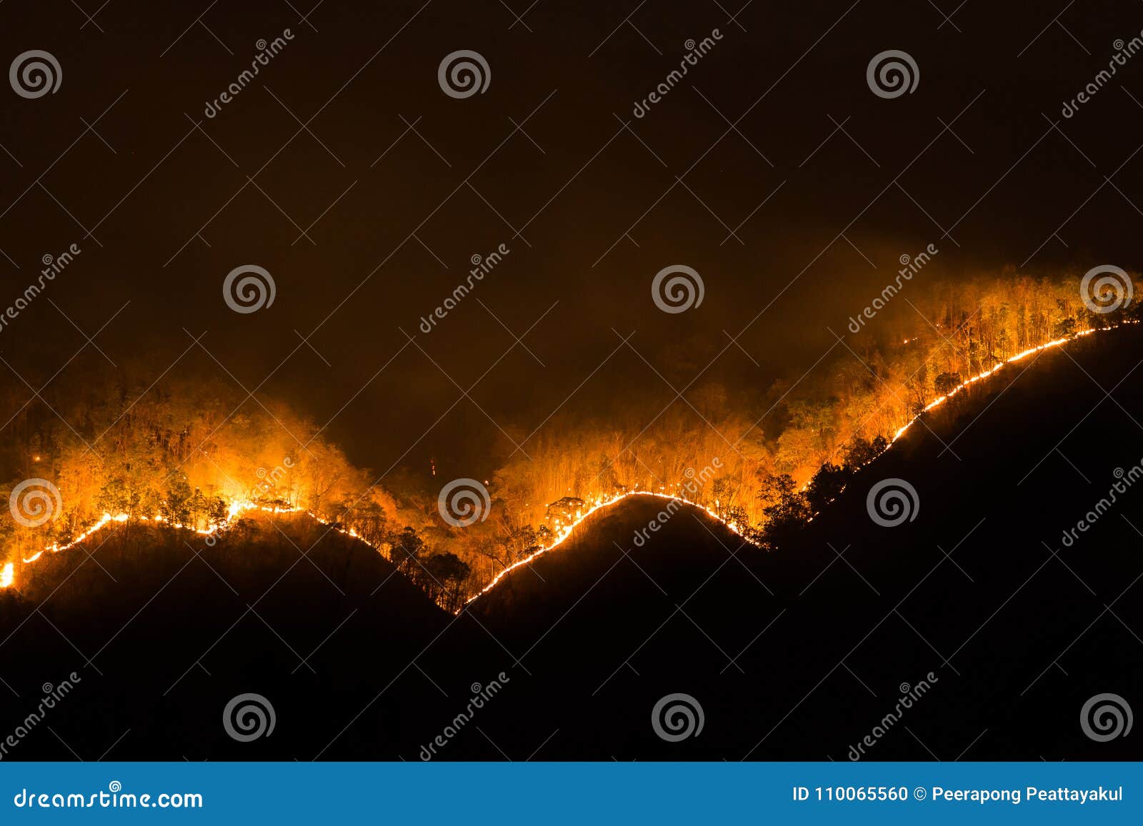 Fire. Wildfire, Burning Pine Forest in the Smoke and Flames Stock Photo ...