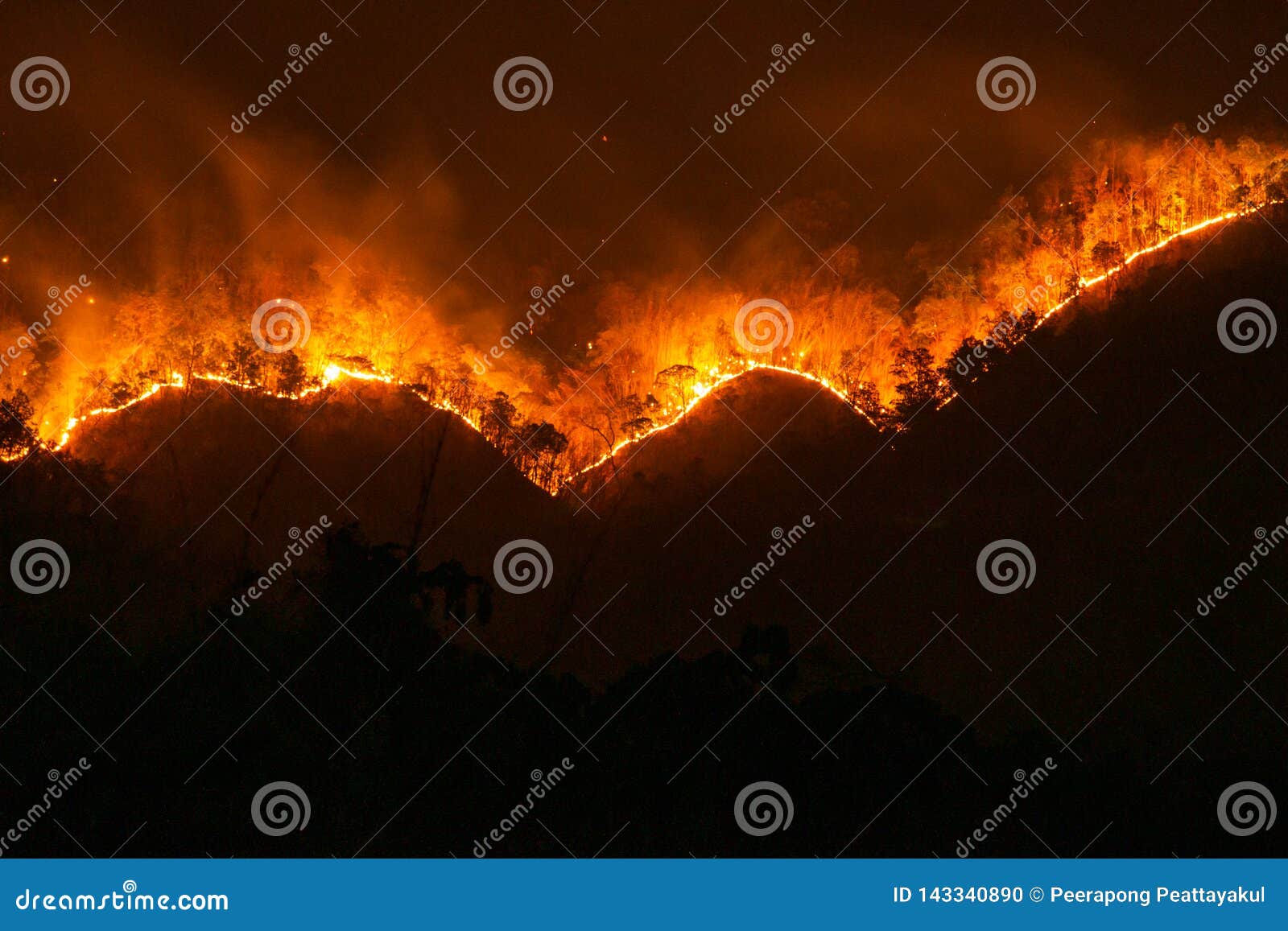 Fire. Wildfire, Burning Pine Forest in the Smoke and Flames Stock Photo ...