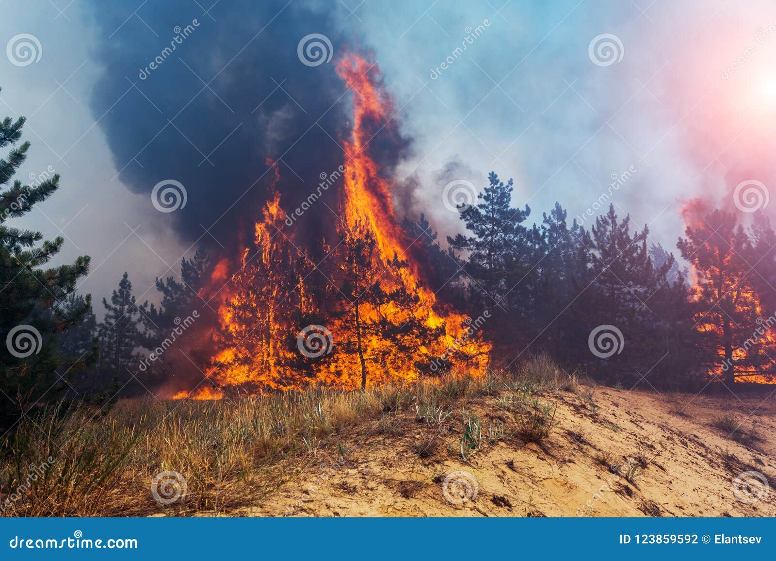 Fire. Wildfire, Burning Pine Forest in the Smoke and Flames. Stock ...