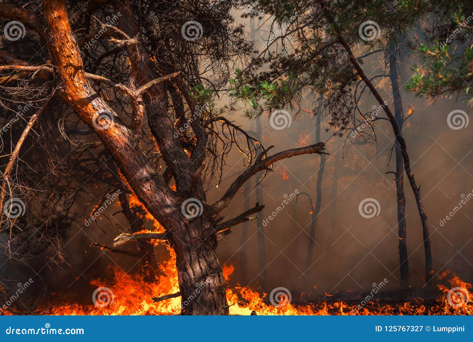 Wildfire, Burning Pine Forest . Stock Image - Image of prescribed ...