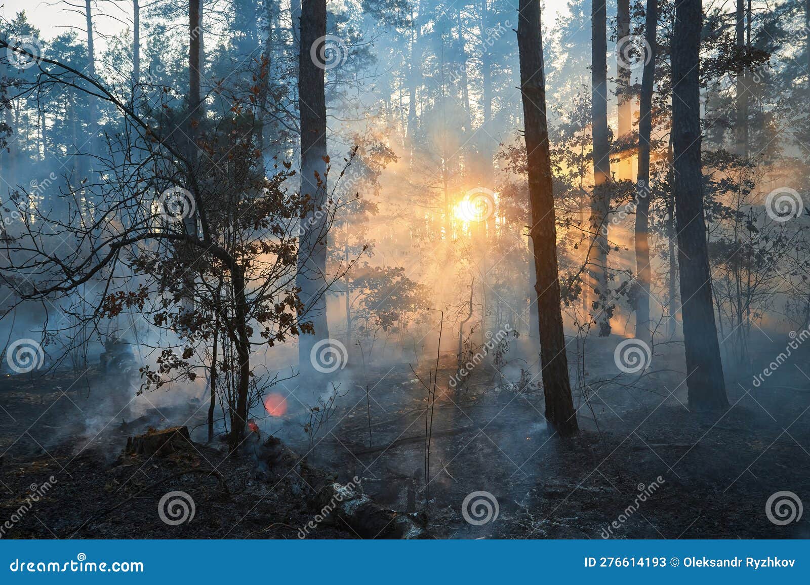 Fire. Wildfire at Sunset, Burning Pine Forest in the Smoke Stock Image ...