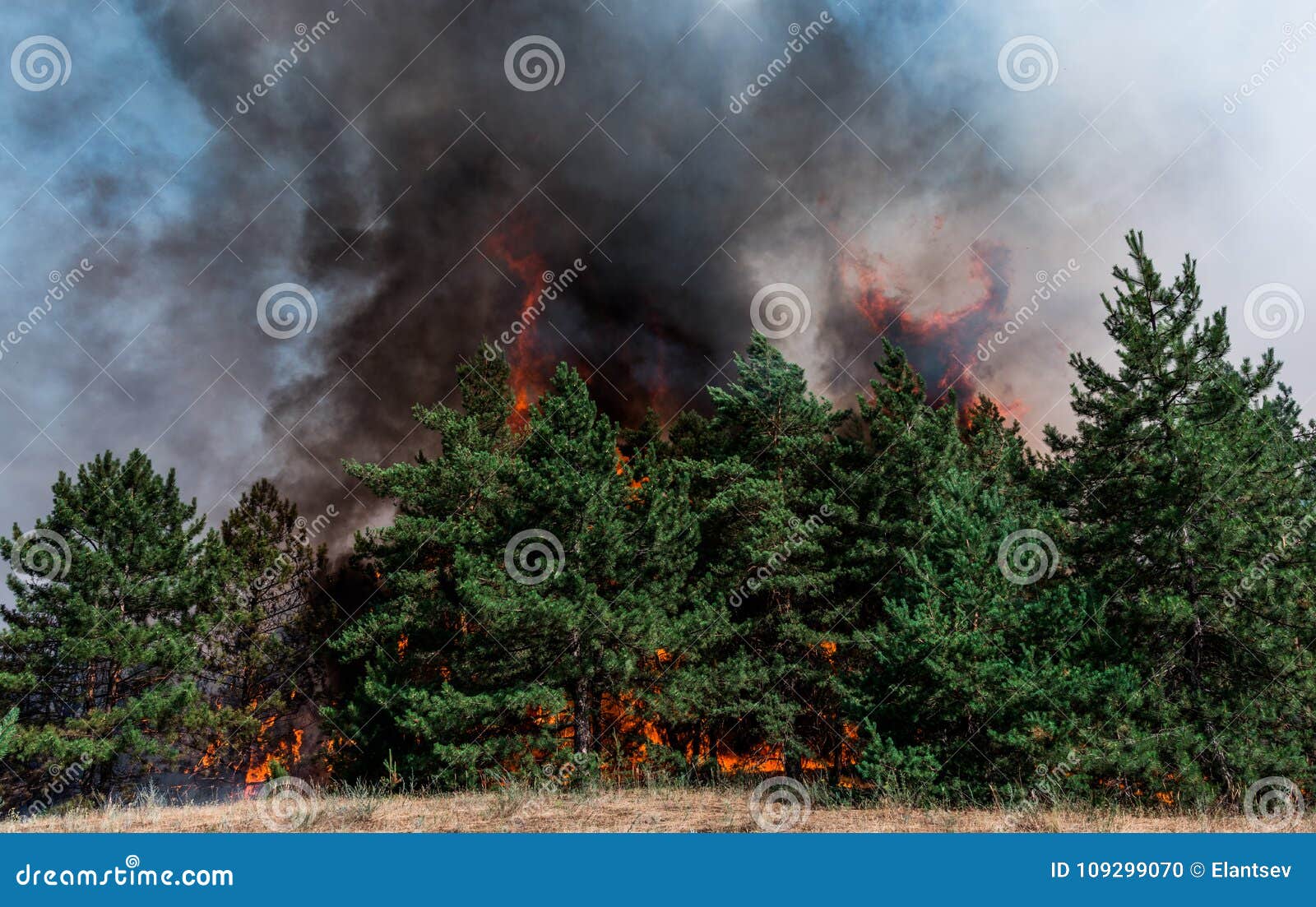 Fire. Wildfire at Sunset, Burning Pine Forest in the Smoke and Flames ...