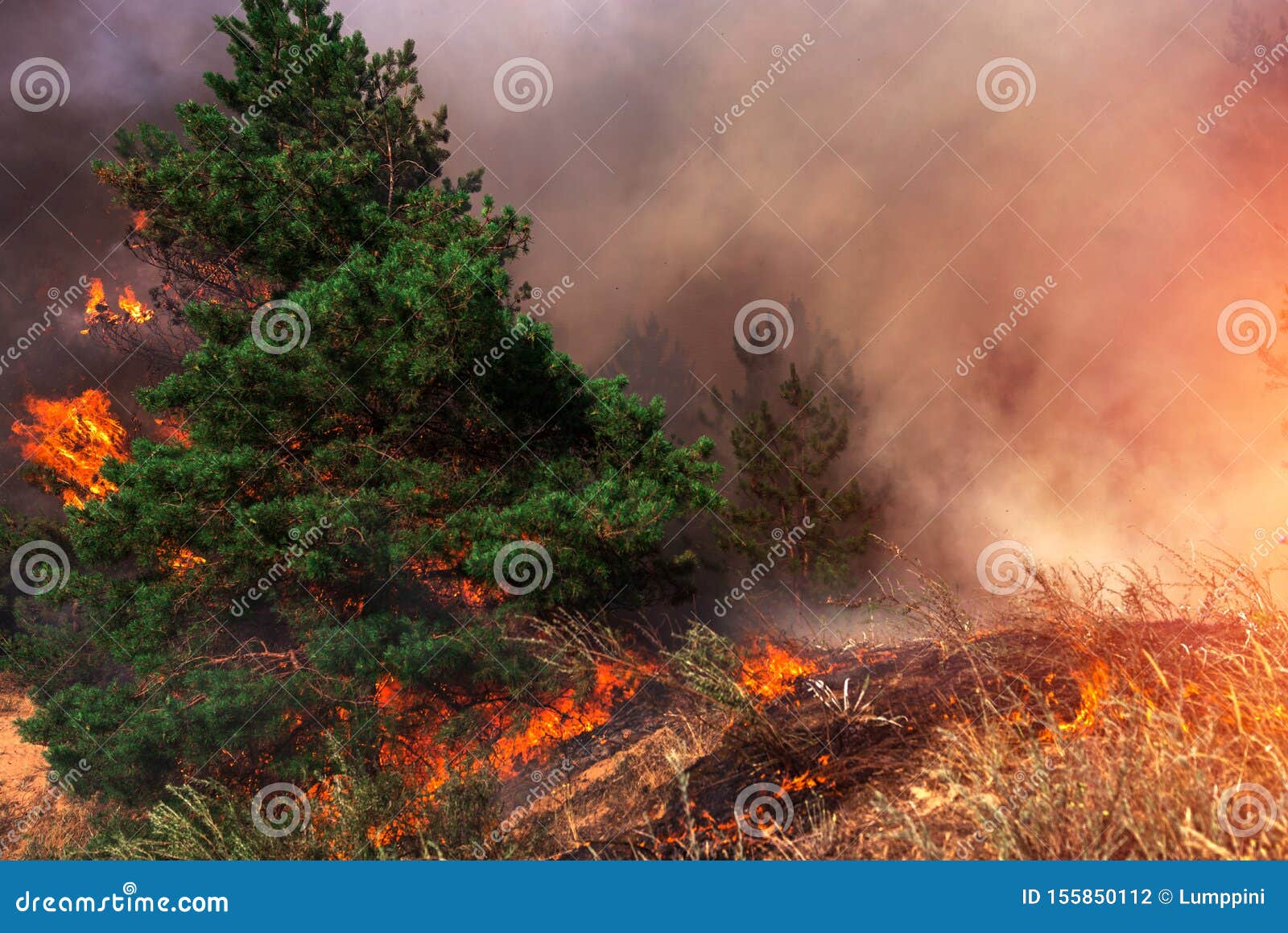 Wildfire at Sunset, Burning Pine Forest Stock Photo - Image of ...