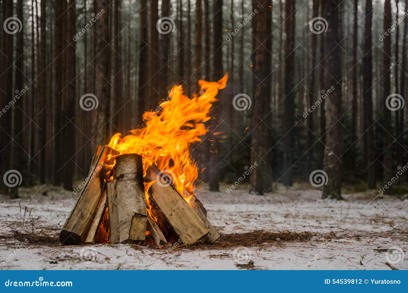 Fire in the winter forest stock photo. Image of beautiful - 54539812
