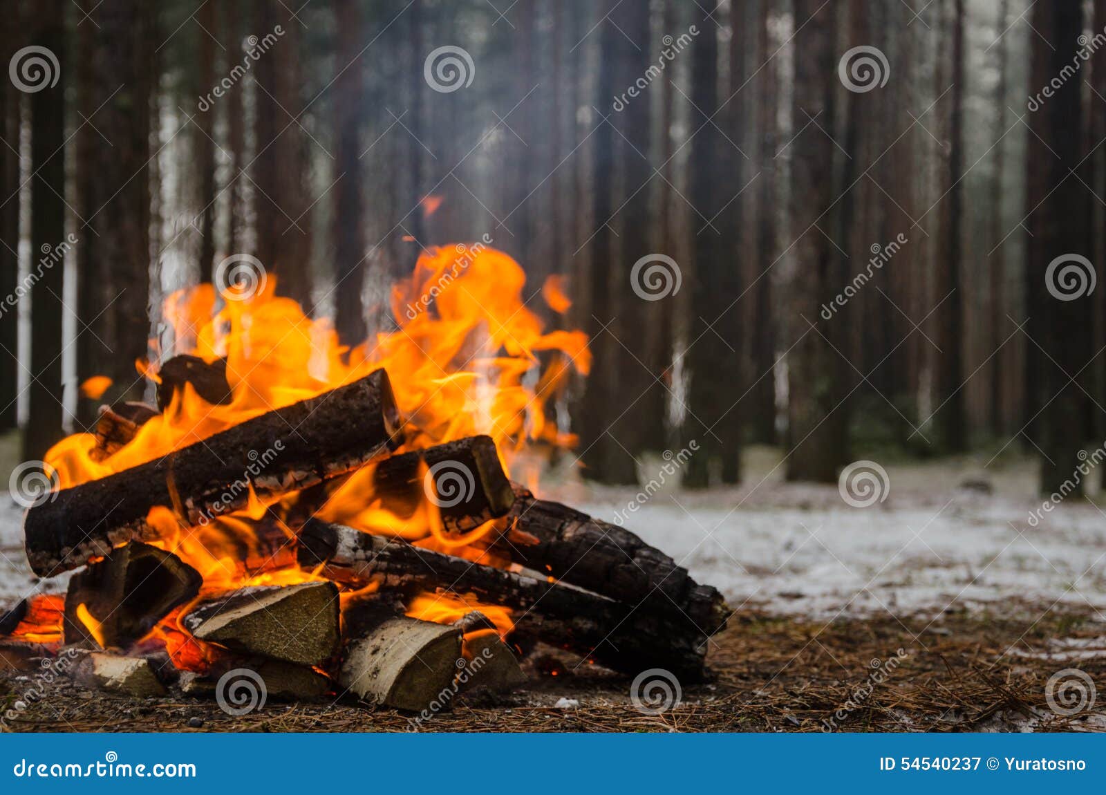 Fire in the winter forest stock image. Image of forest - 54540237