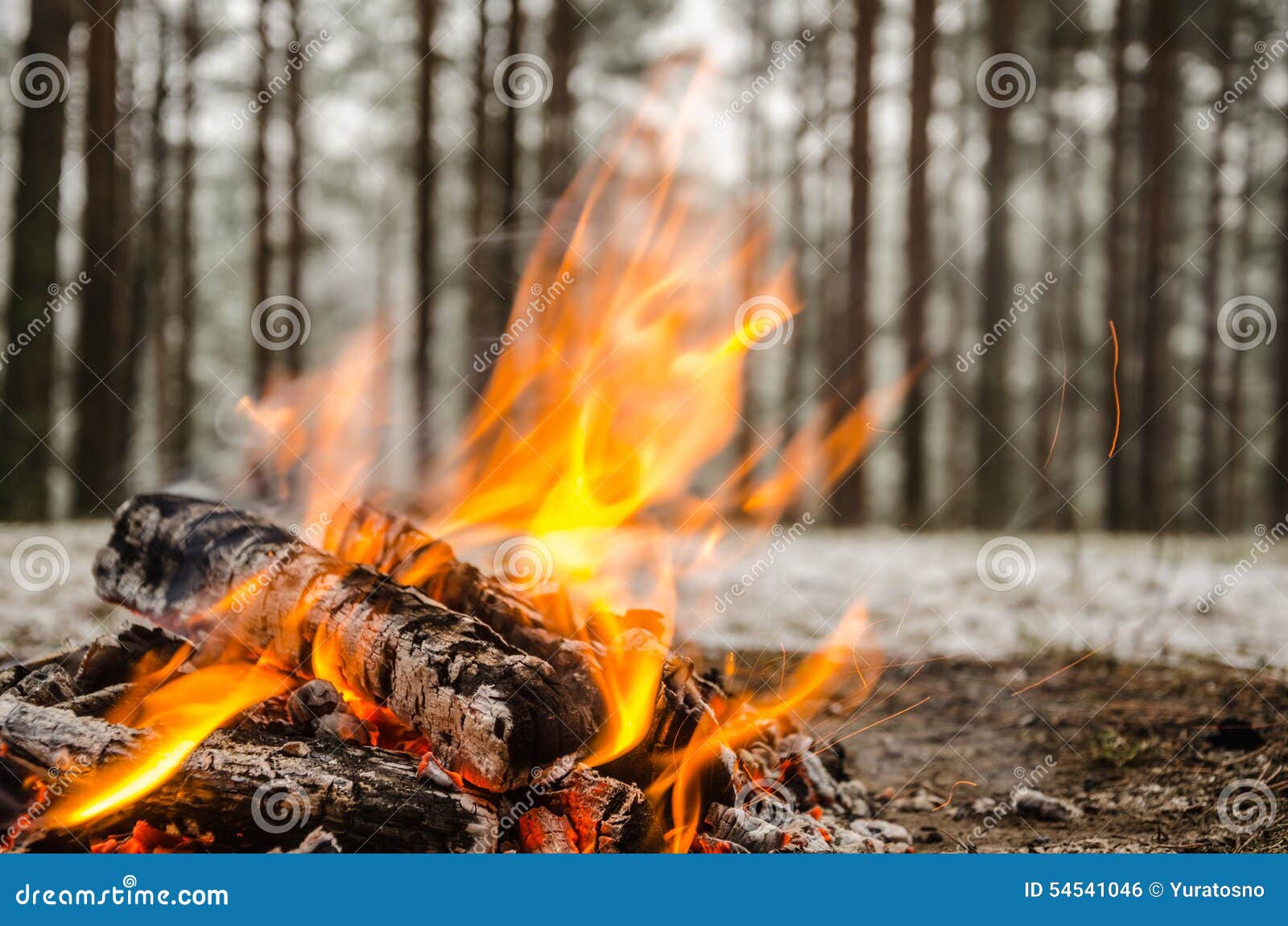 Fire in the winter forest stock photo. Image of flame - 54541046