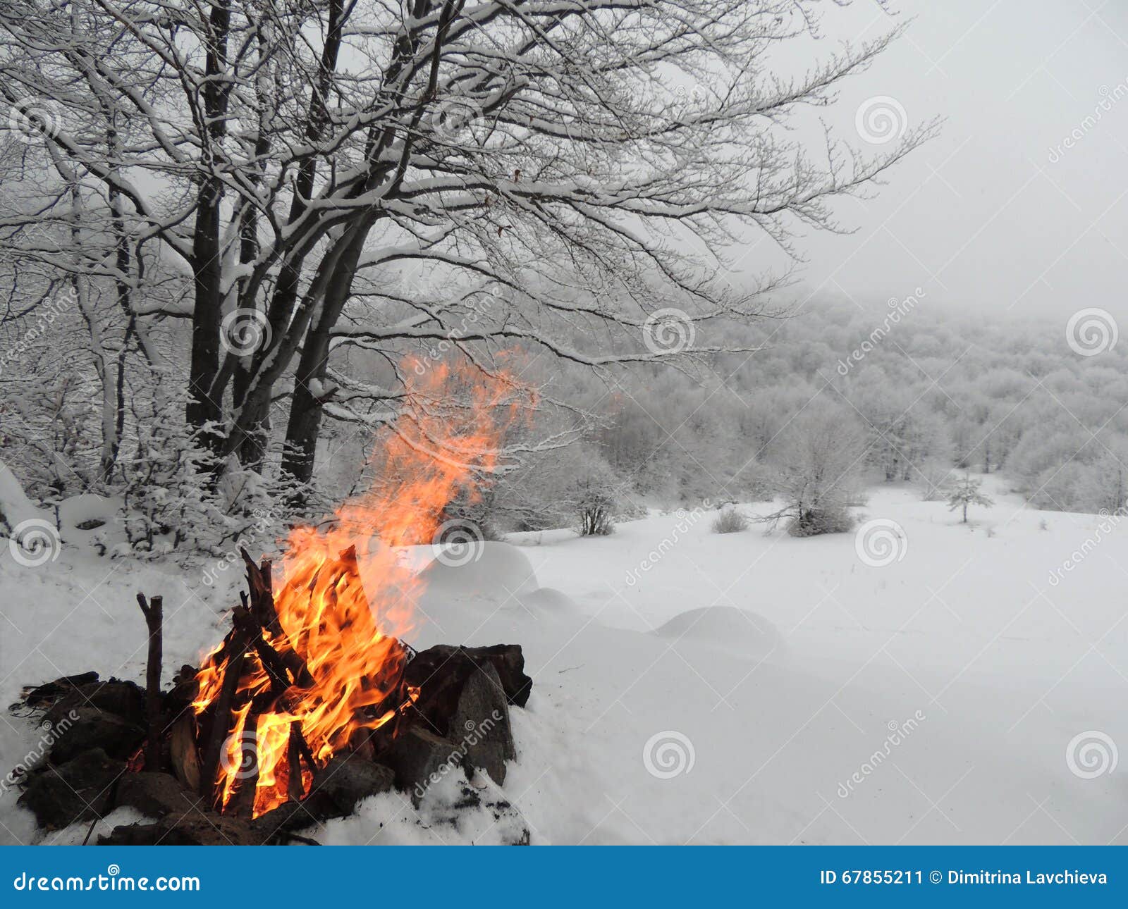 Fire in Winter Forest stock image. Image of forest, climate - 67855211