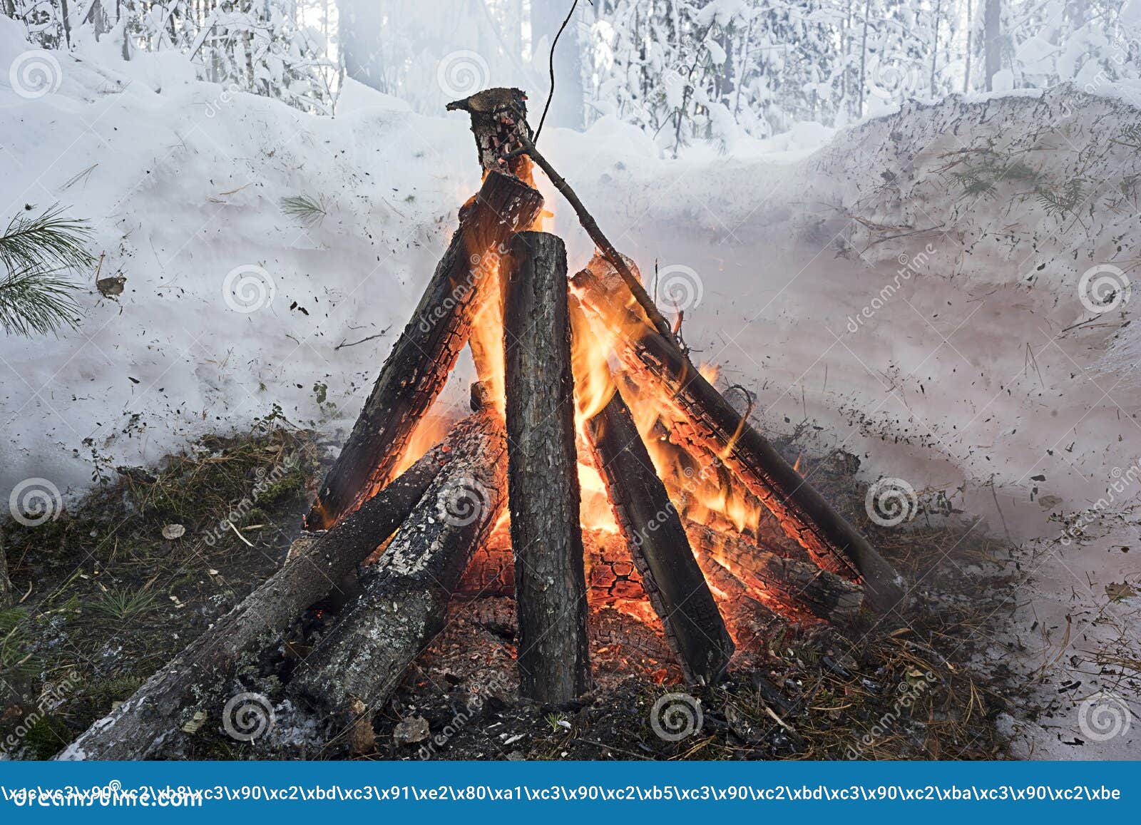 A Fire on a Winter Forest Edge Stock Photo - Image of winter, bright ...