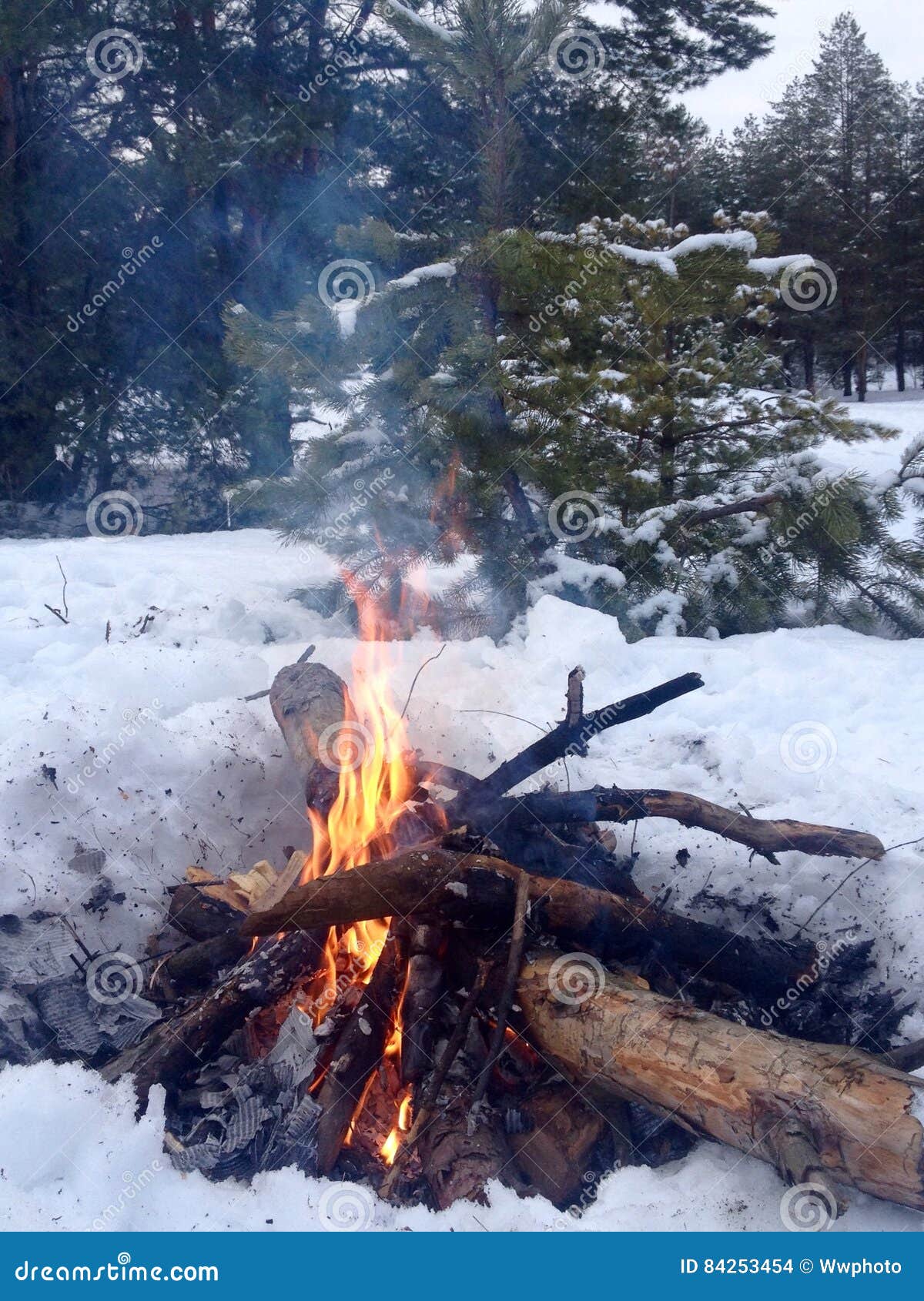 Fire in winter forest stock photo. Image of natural, phenomenon - 84253454