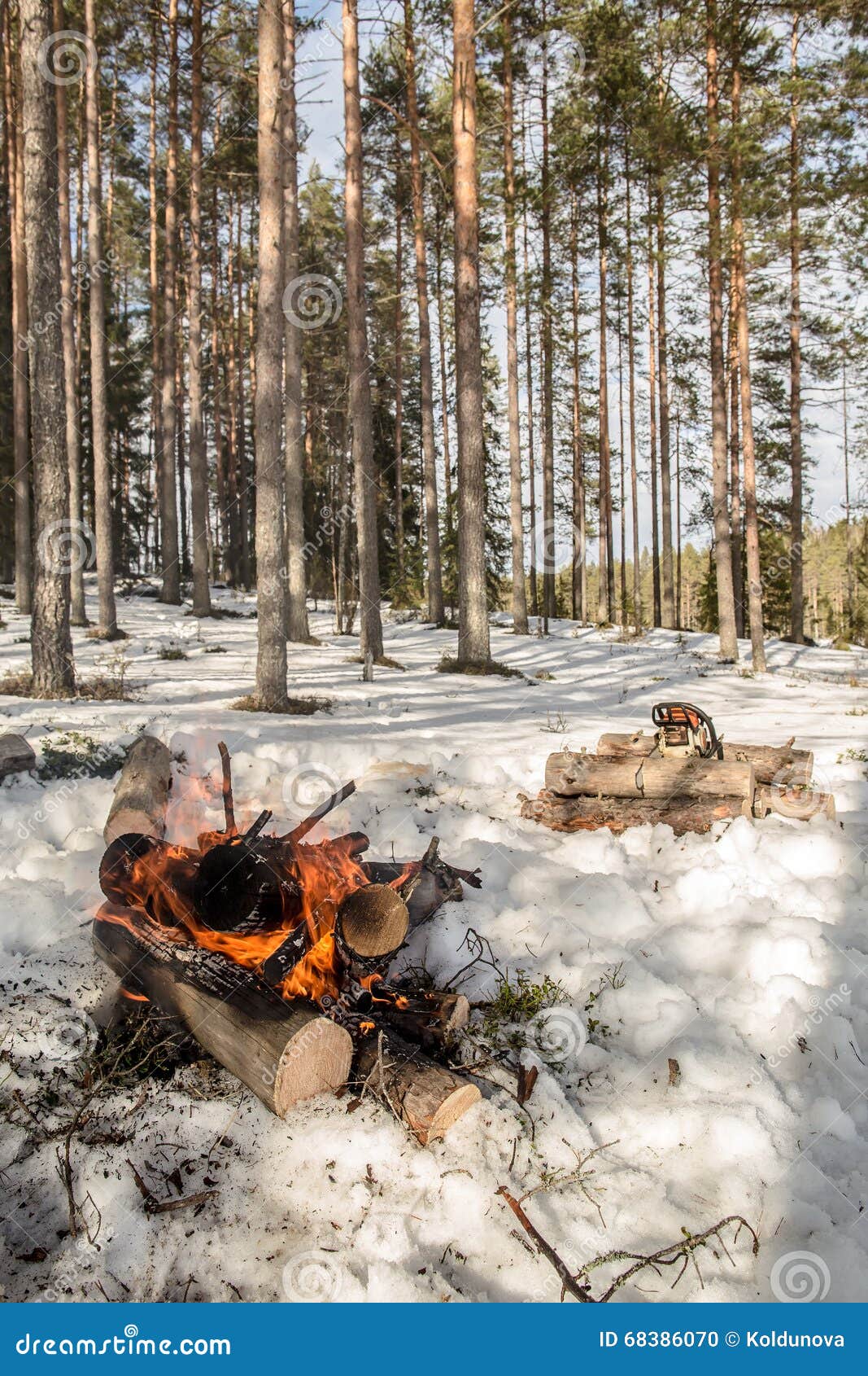 Fire in the Winter Pine Forest in the Snow Stock Photo - Image of fire ...