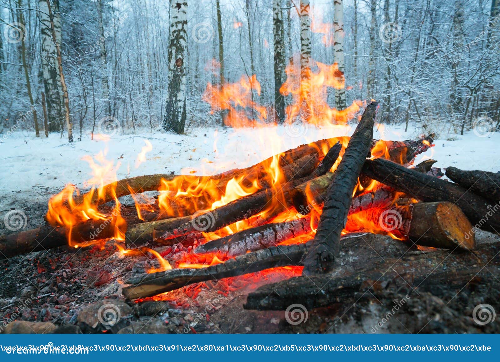 The Fire in the Winter Woods . Stock Photo - Image of fireplace ...