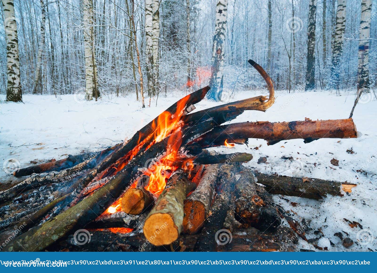 The Fire in the Winter Woods . Stock Photo - Image of household ...