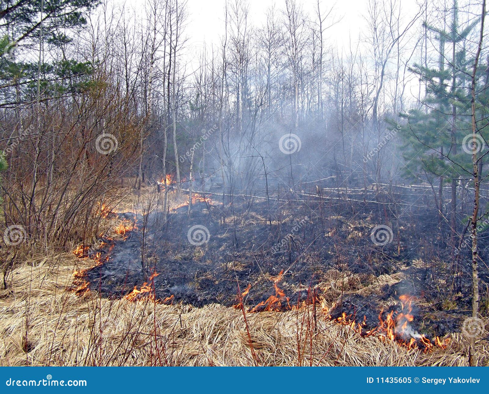 Fire in wood stock image. Image of shrubbery, panned - 11435605